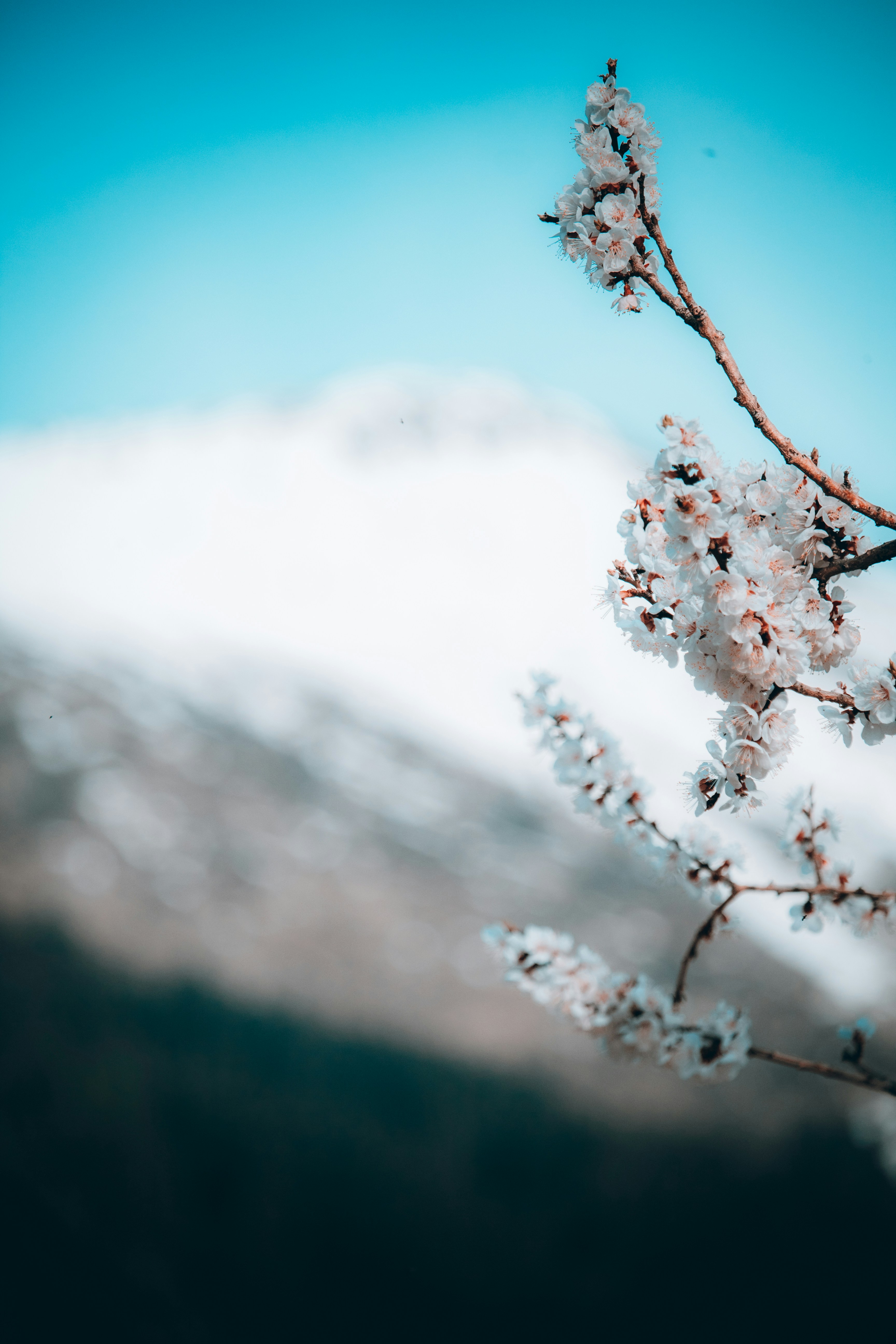 Delicate cherry blossoms contrast against a backdrop of snow-covered mountains and a clear sky.