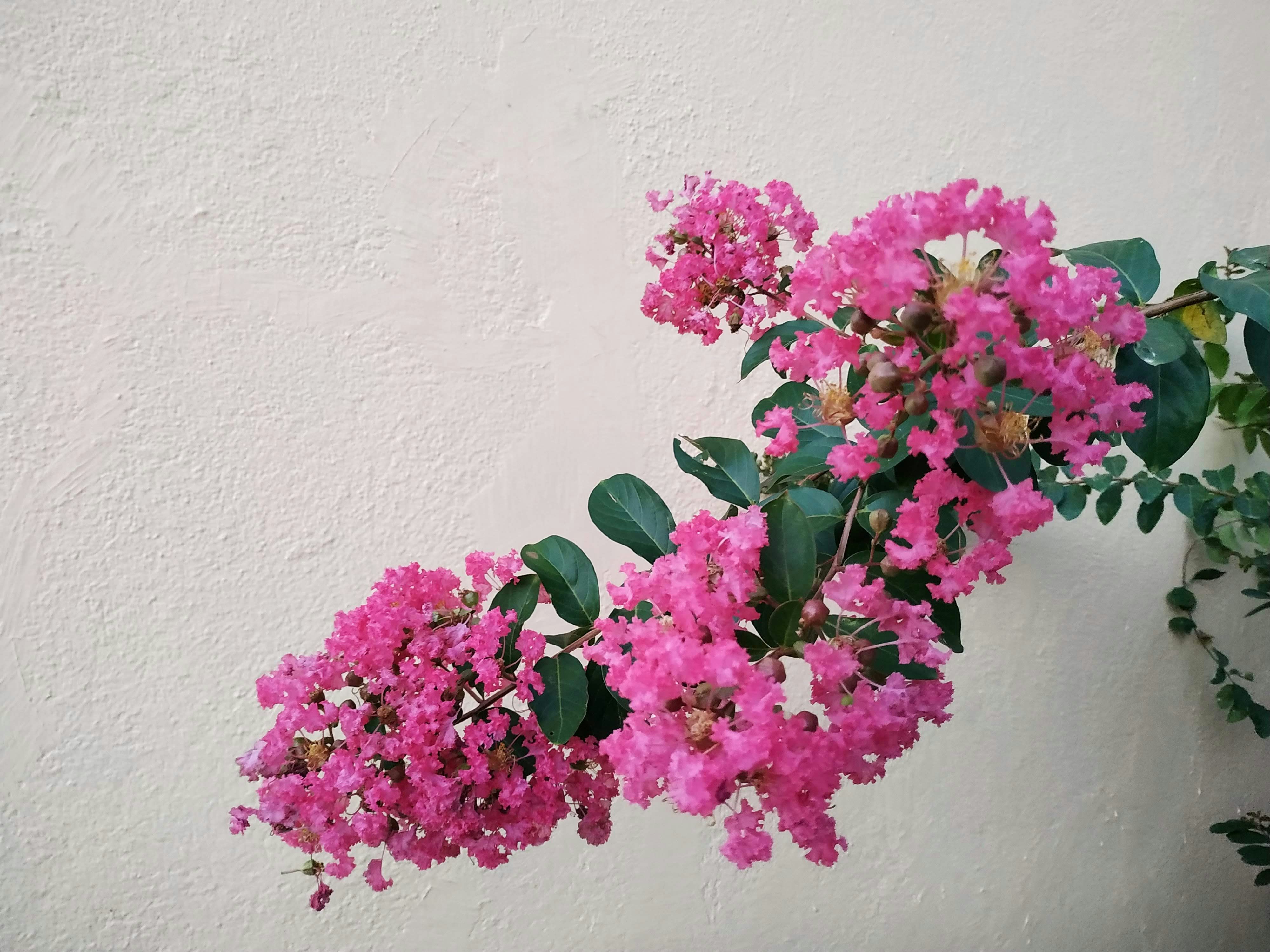 Clusters of vibrant pink flowers against a textured wall, showcasing the delicate beauty of nature's palette.