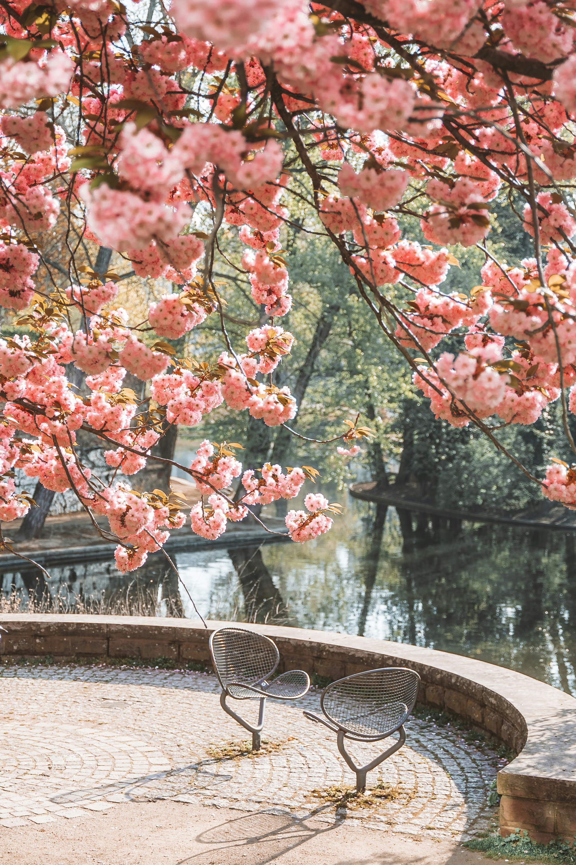 Cherry Blossom Canopy Over a Circular Terrace by the Pond