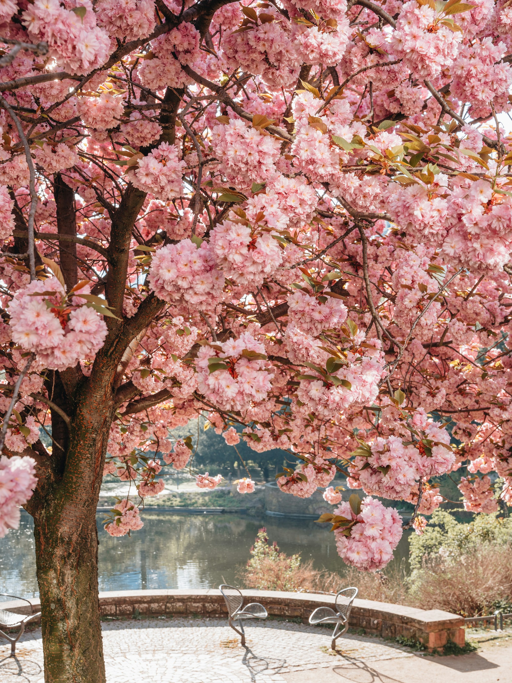 Un arbre aux fleurs roses dans un parc photo – Photo Plante Gratuite ...