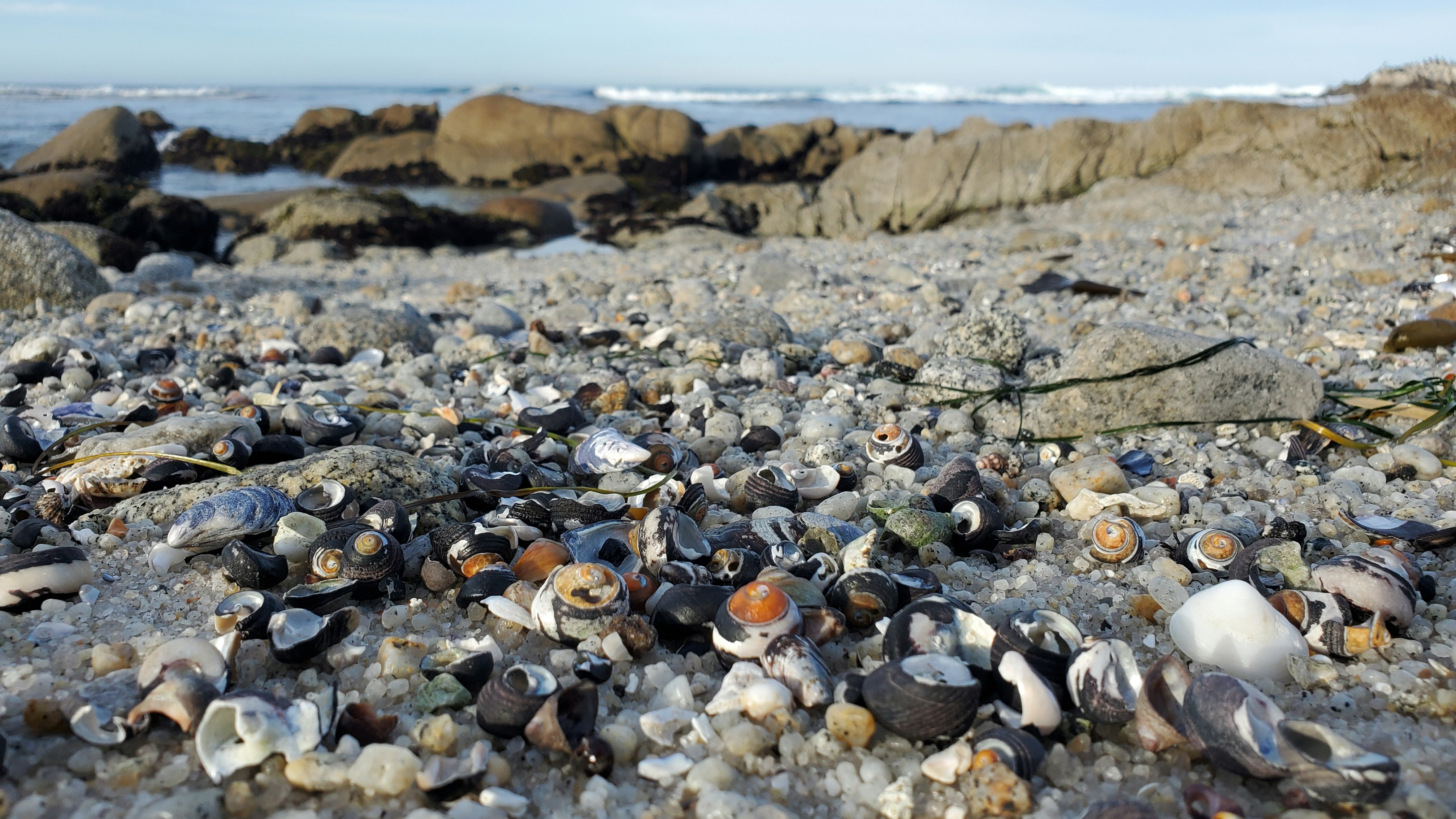 Shells at Asilomar Beach near Monterey California.Tim Oldenkamp