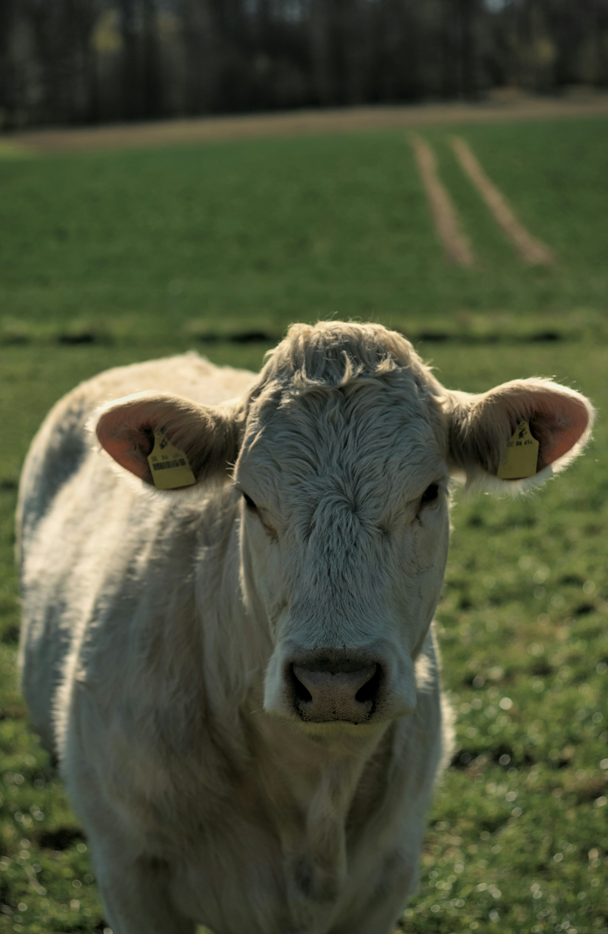 Une vache blanche debout au sommet d’un champ verdoyant photo – Photo ...