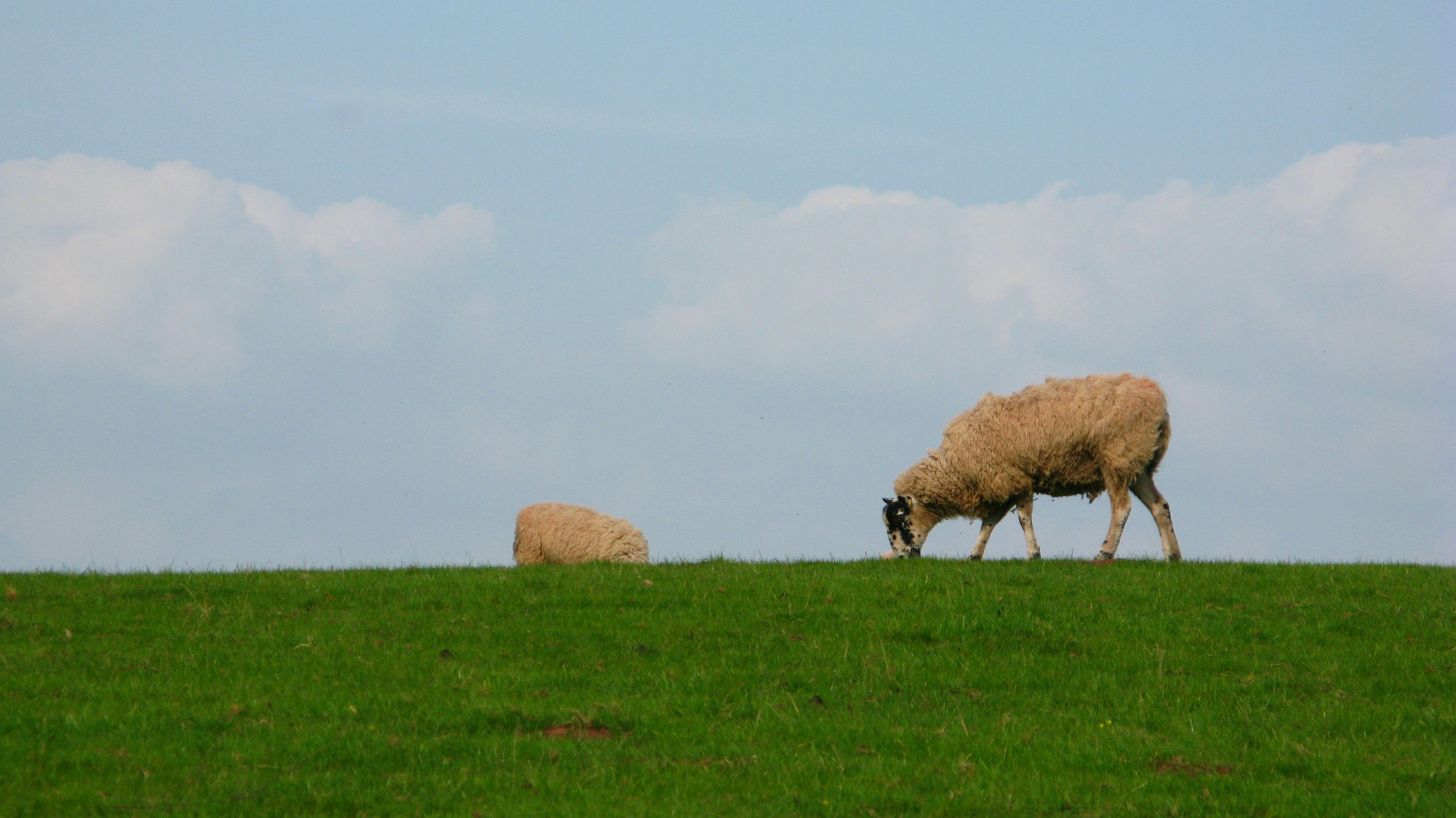 A couple of sheep grazing on a lush green field photo – Free Nature ...
