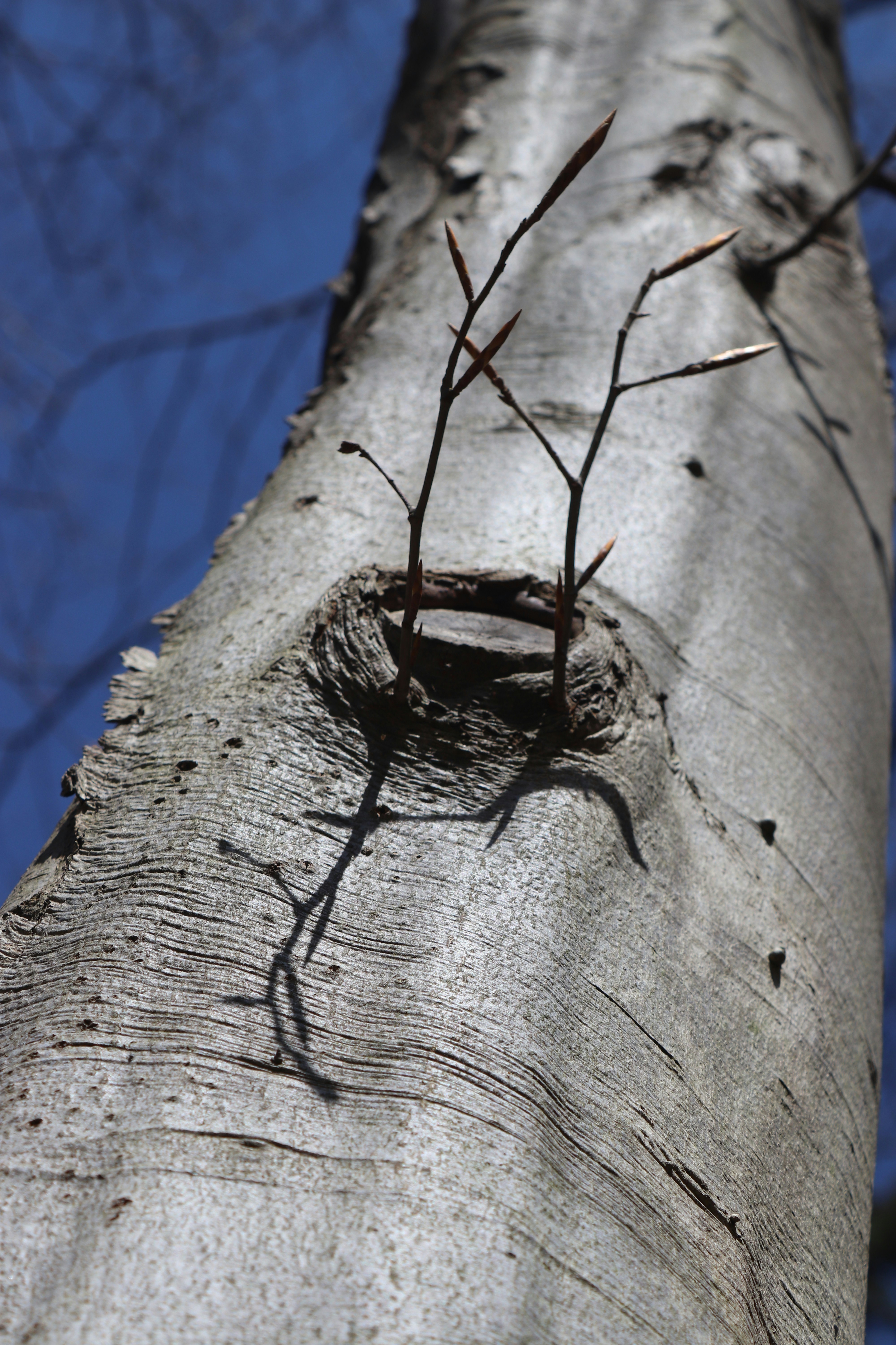 Knot at the Edge of Sky: A Birch Trunk's Quiet Portrait