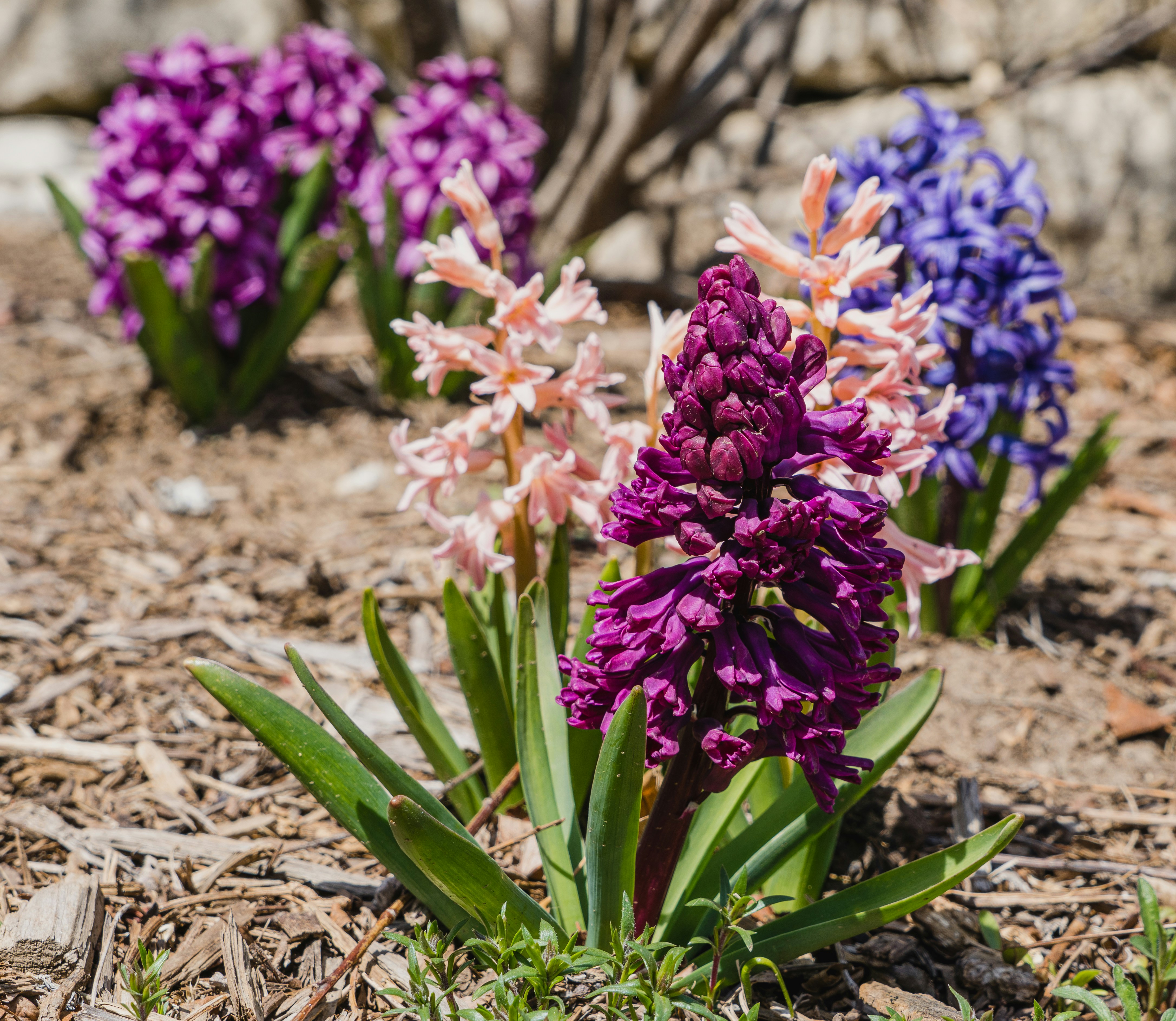 Un groupe de fleurs qui sont dans la terre photo – Photo Plante ...