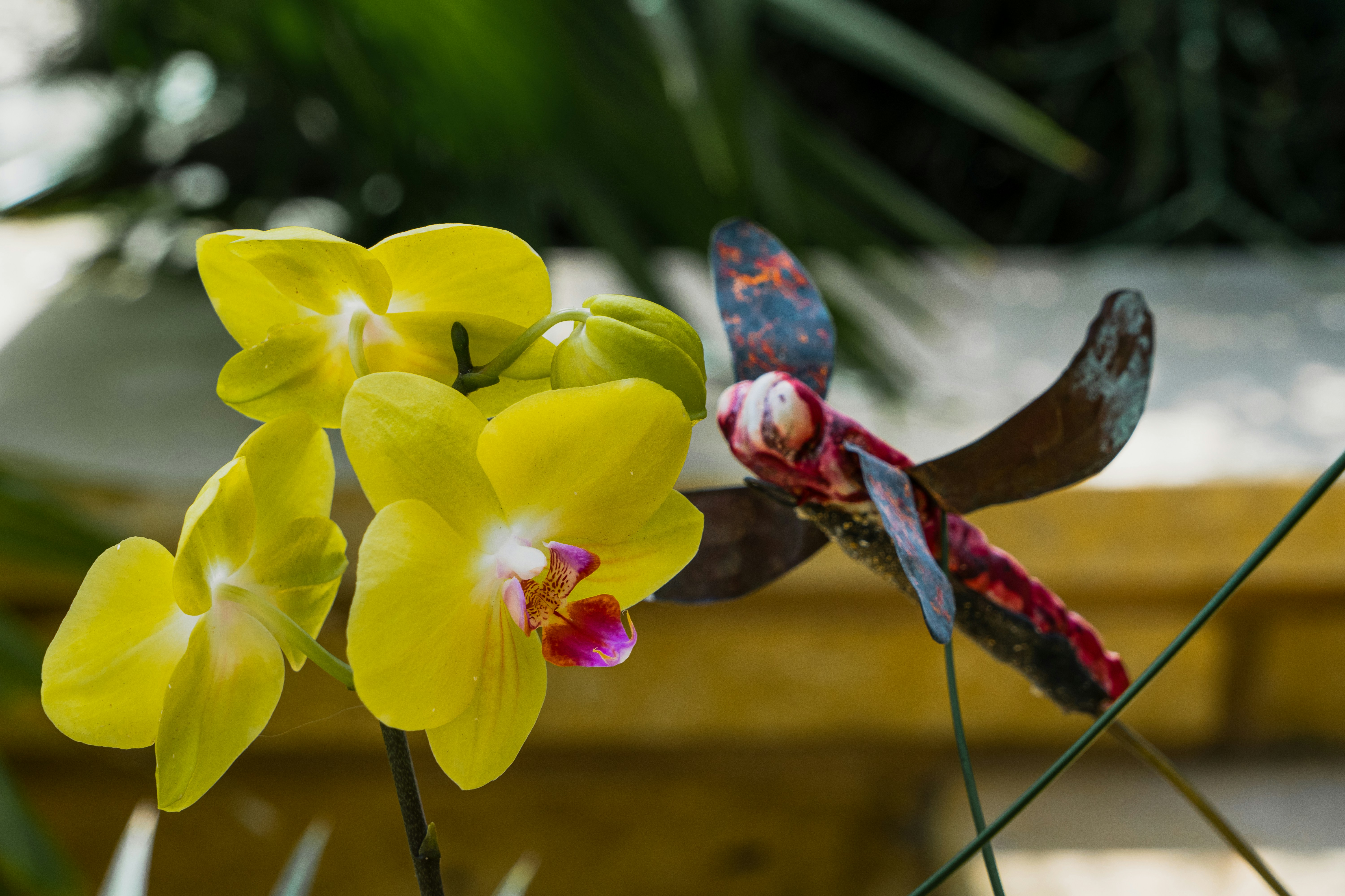 Vibrant yellow orchids bloom beside a colorful dragonfly sculpture, showcasing a blend of natural beauty and artistic expression.