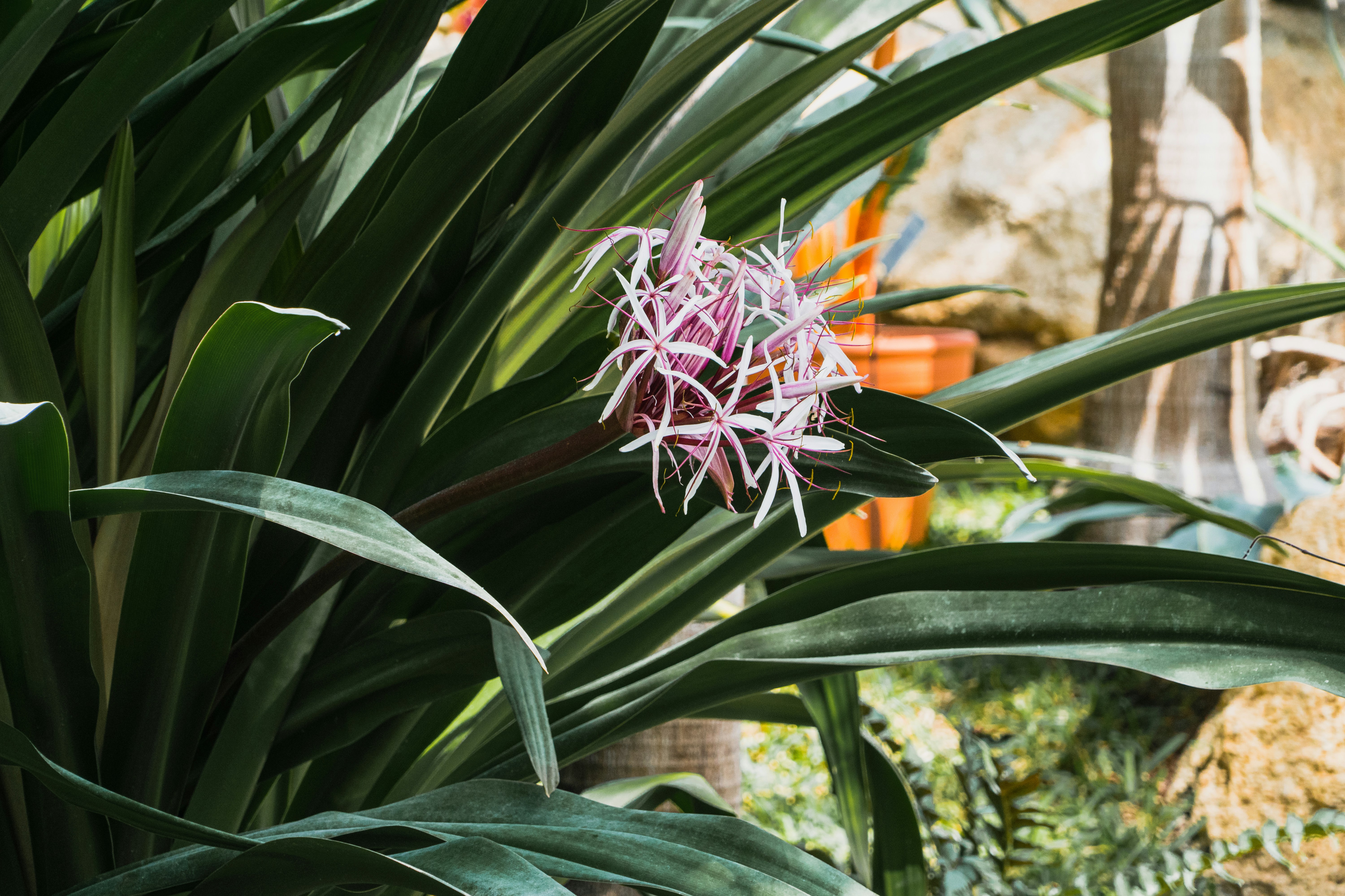 Guzmania Bloom Punctuates a Sea of Swordlike Leaves