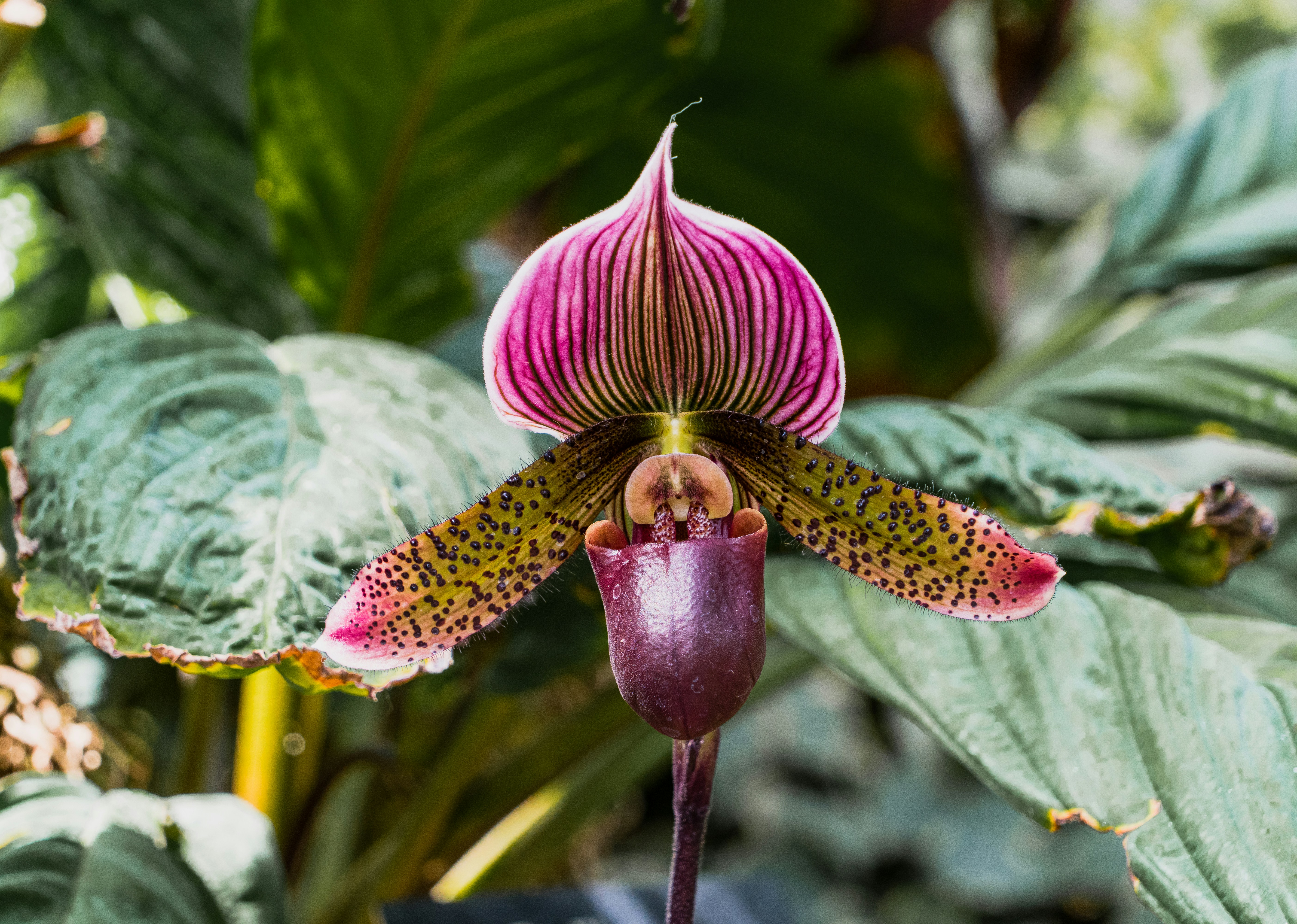 Striking Paphiopedilum Slipper: The Pink-striped Lip and Regal Hood