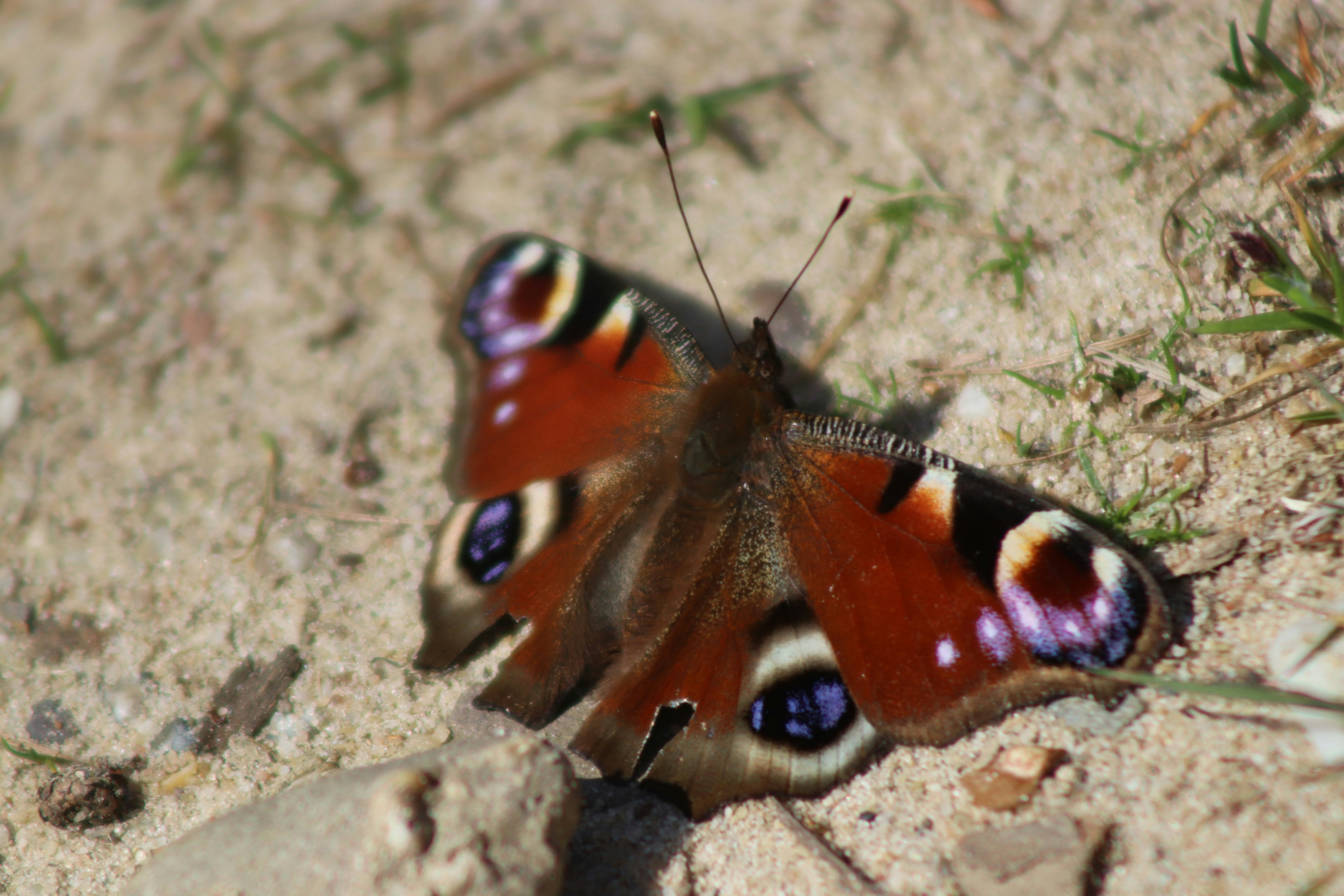 Nature's Colorful Canvas: The Peacock Butterfly