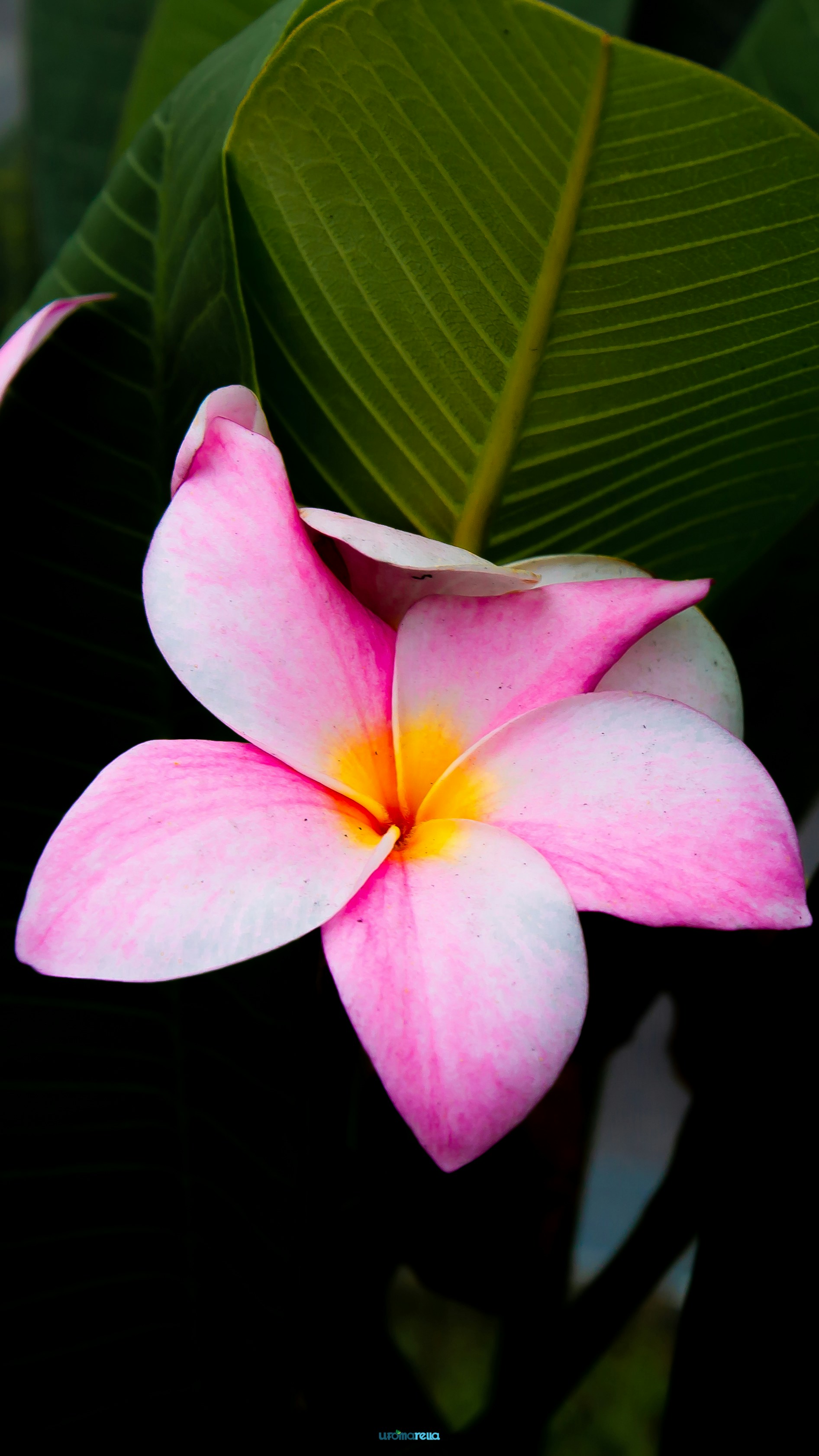 a pink and white flower with green leaves in the background