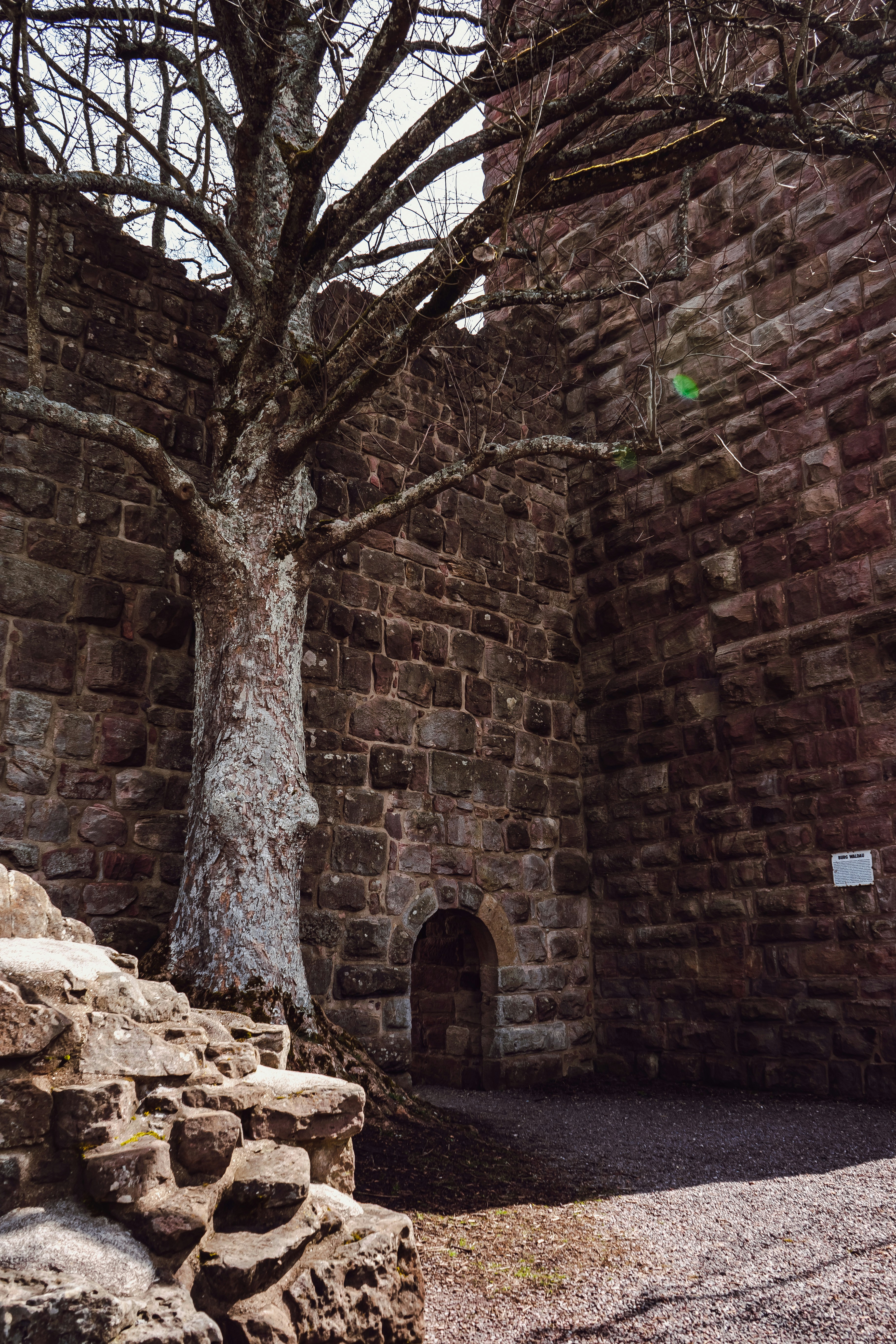Ancient Tree at the Gatehouse