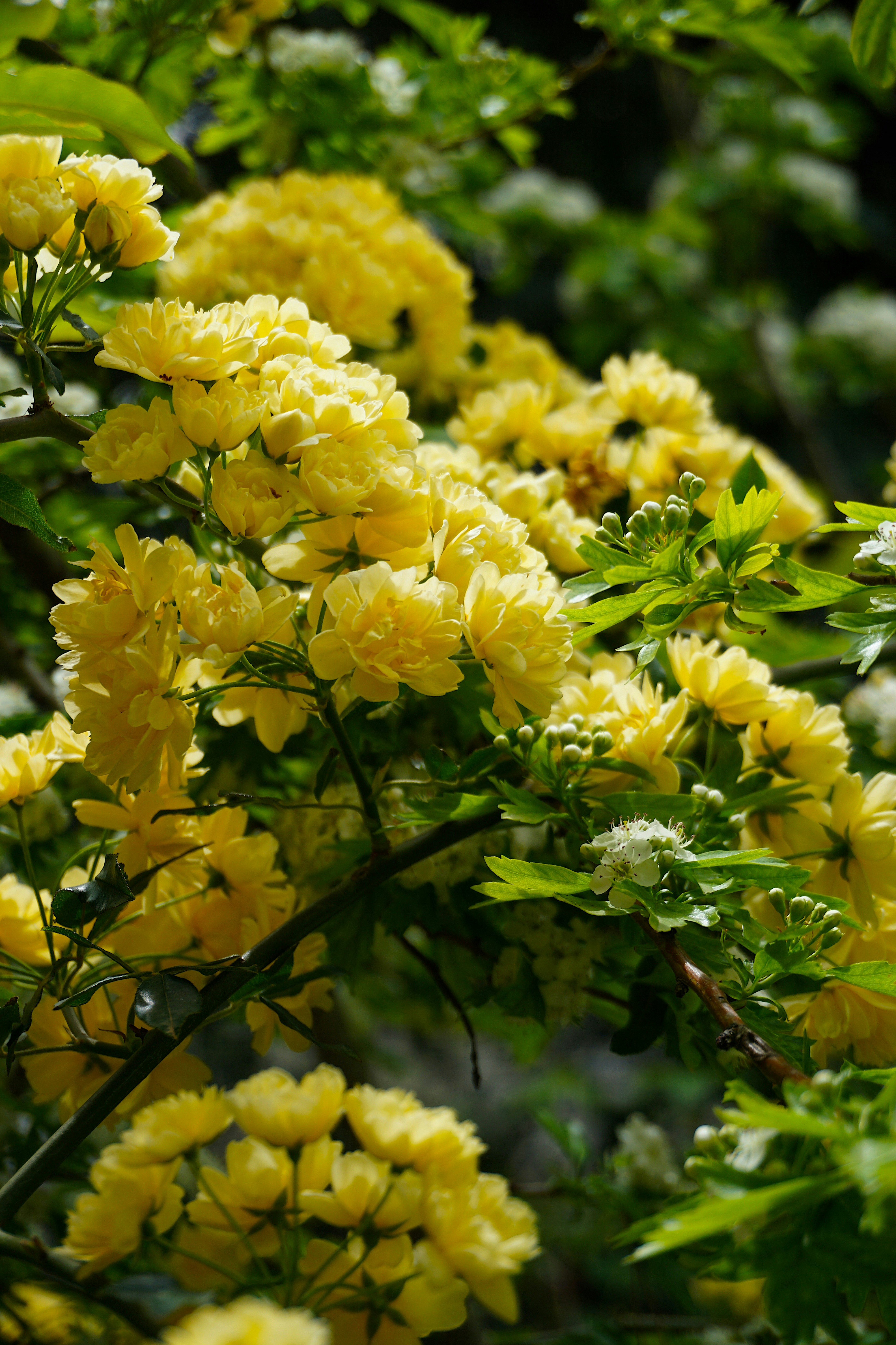 A bunch of yellow flowers that are on a tree photo – Free Italy Image ...