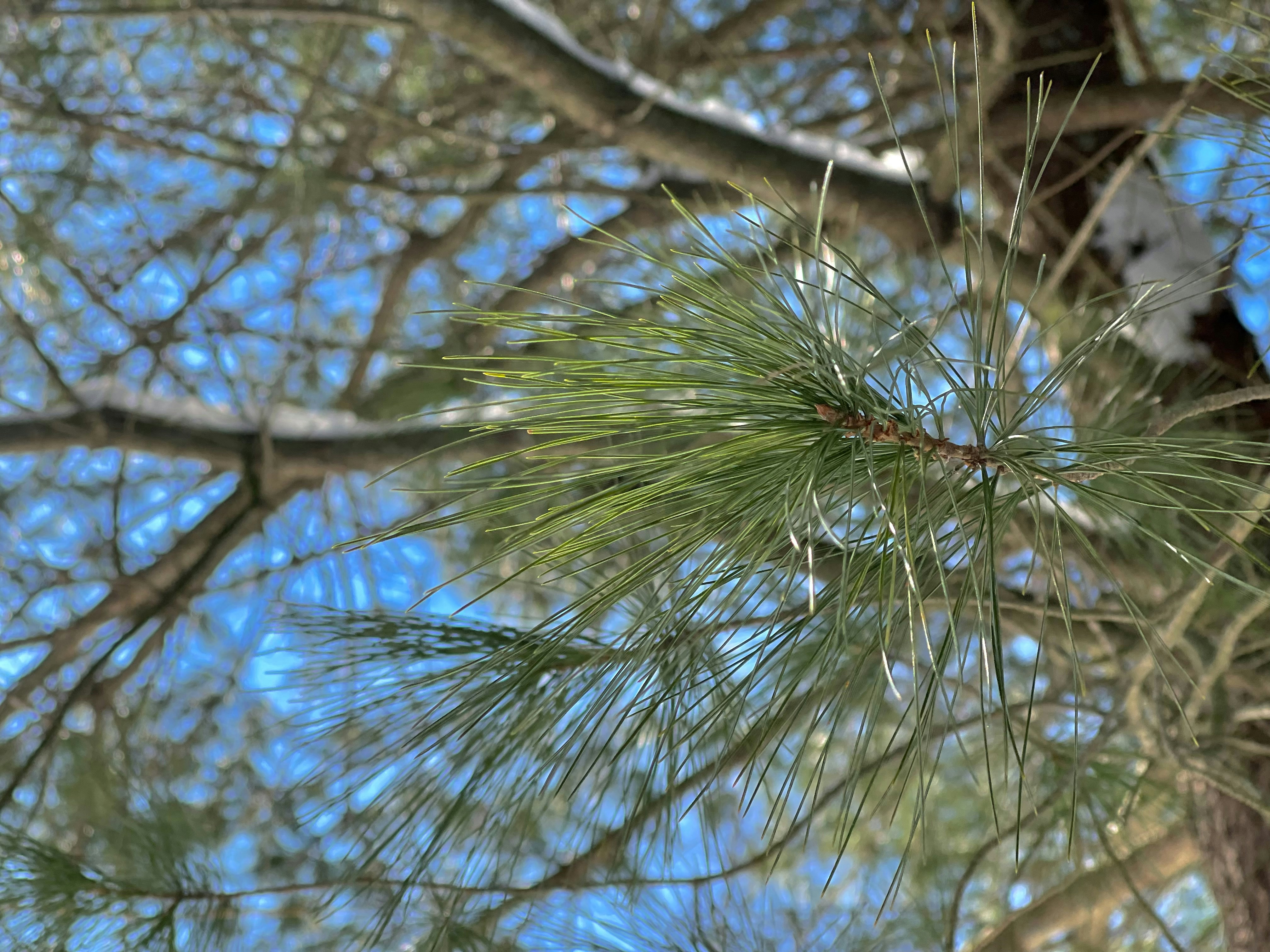 350+ Pine Tree Pictures | Download Free Images & Stock Photos on Unsplash