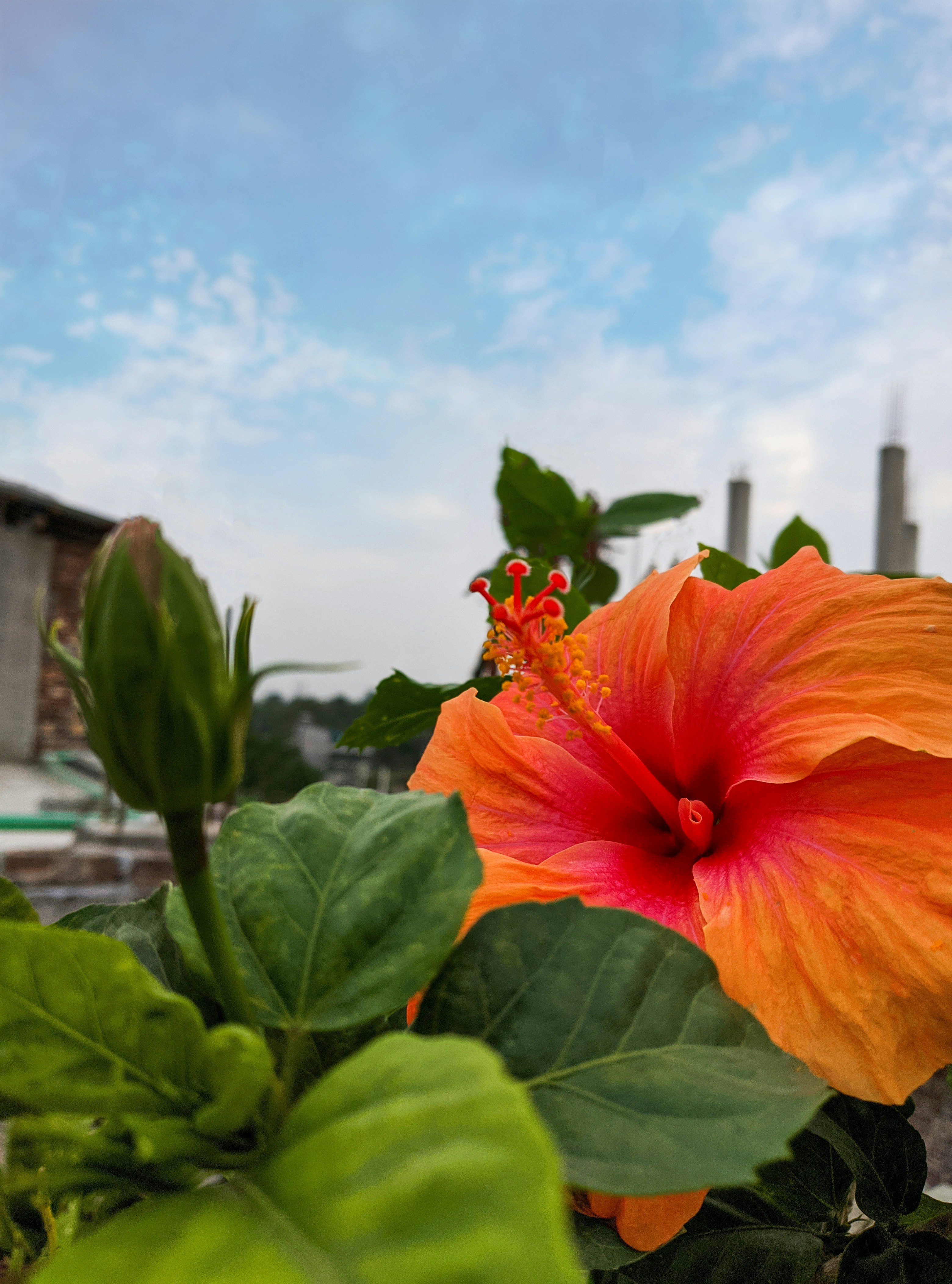 Hibiscus on the Rooftop: Orange Petals Against a Clear Sky