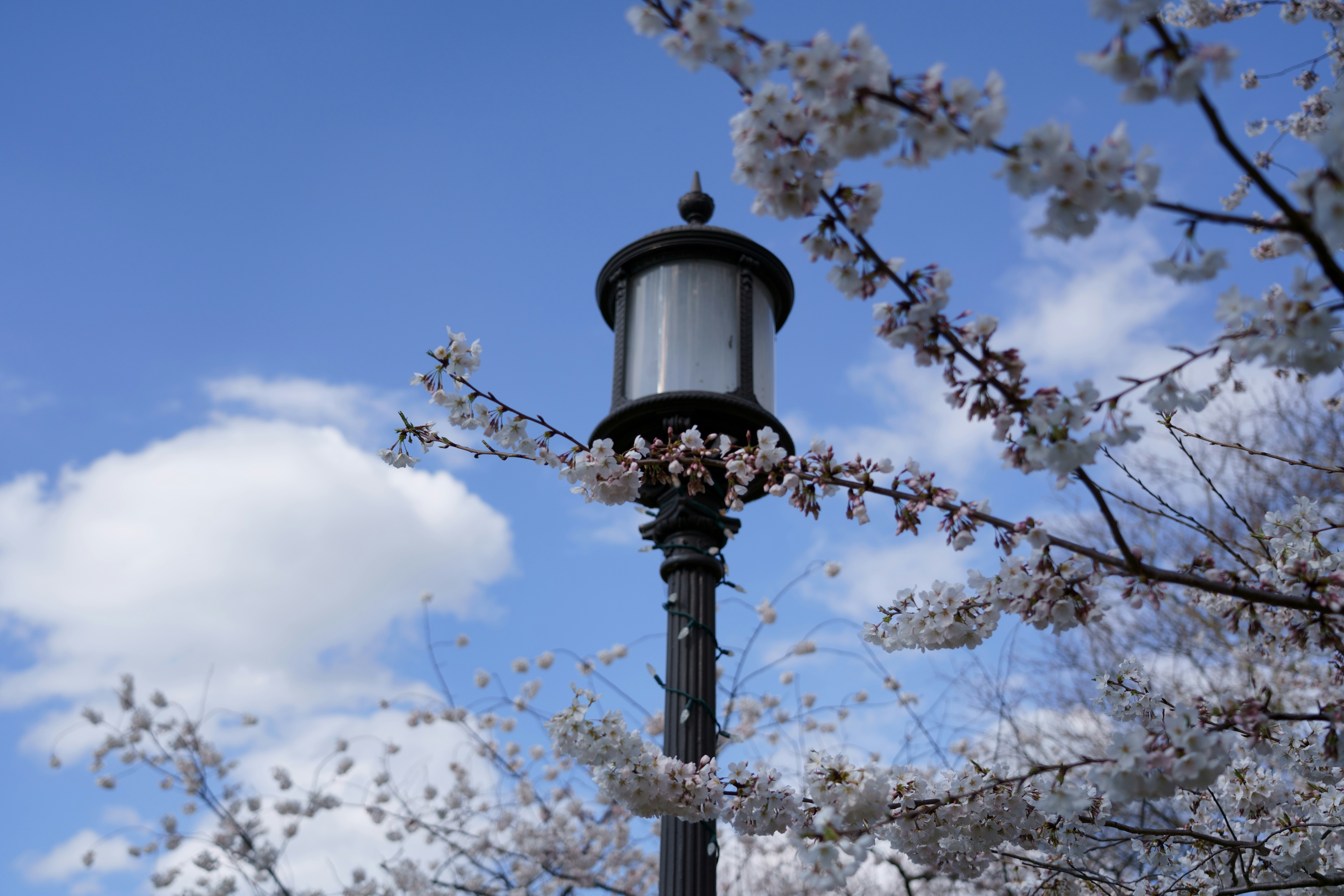 A vintage lantern surrounded by blooming cherry blossoms under a bright blue sky. The scene captures the essence of springtime tranquility.