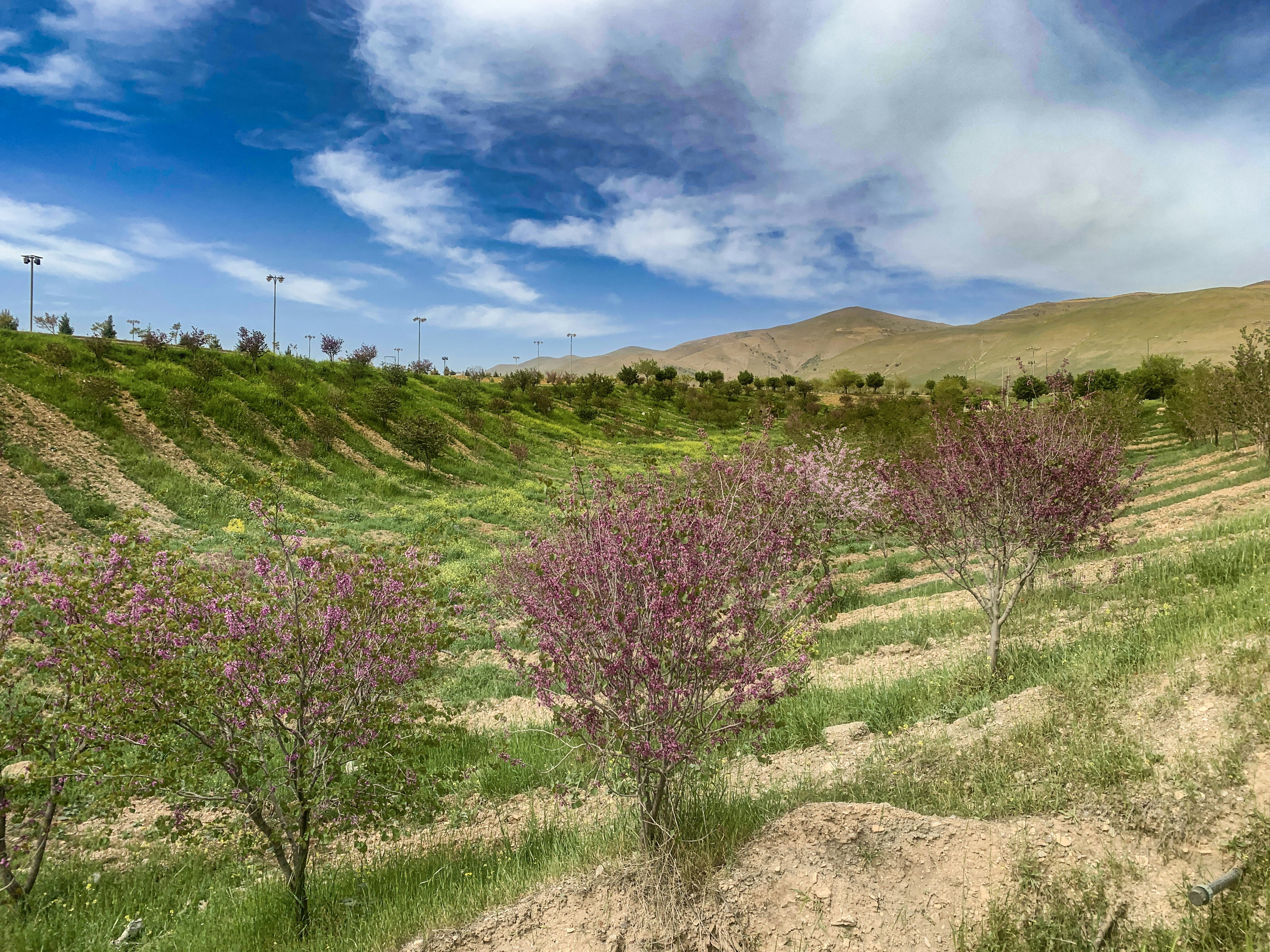 Pink flowering shrubs dot a verdant hillside under a vibrant blue sky with scattered clouds.