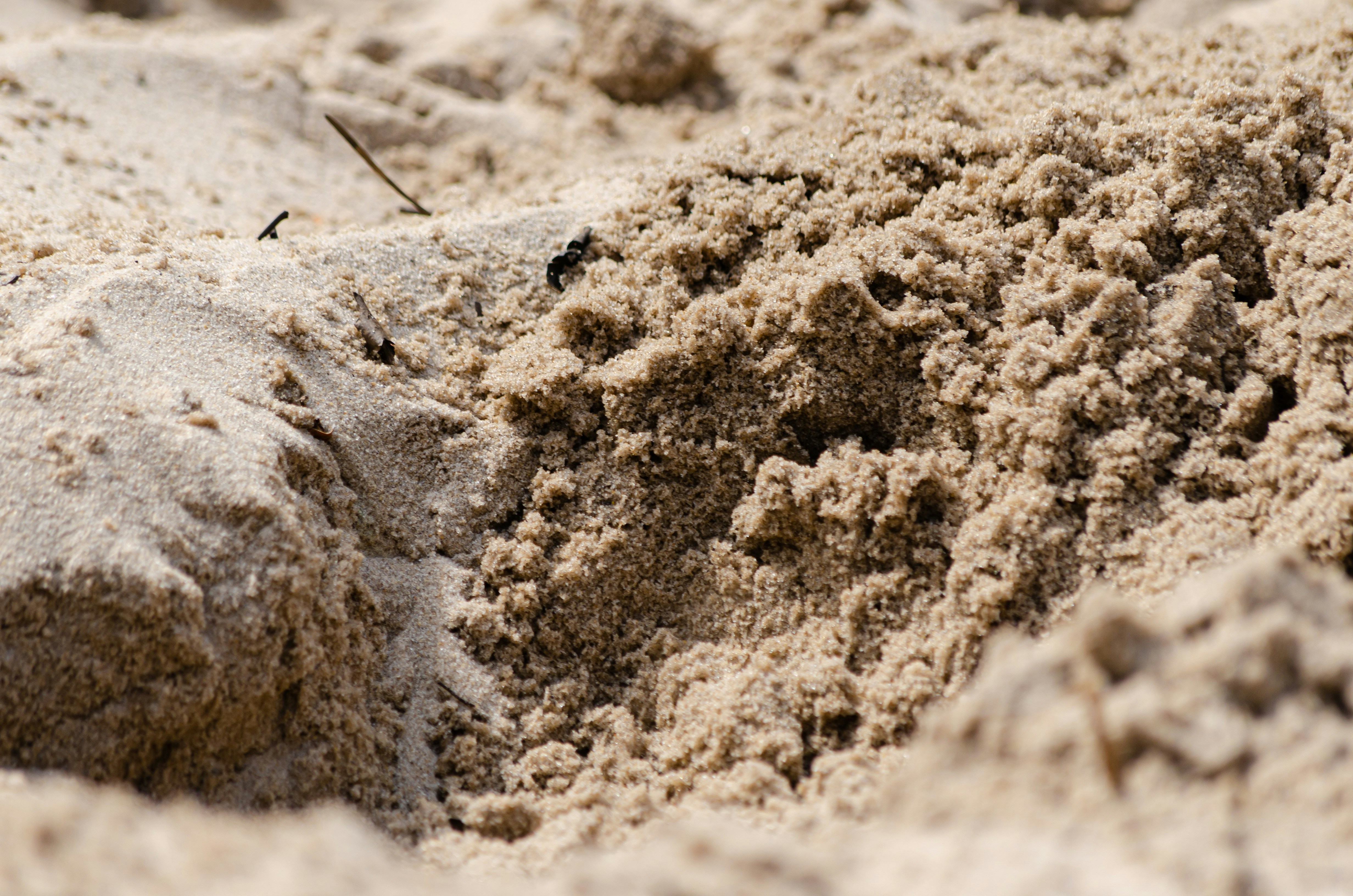 Whispers of the Shore: Nature's Textured Canvas