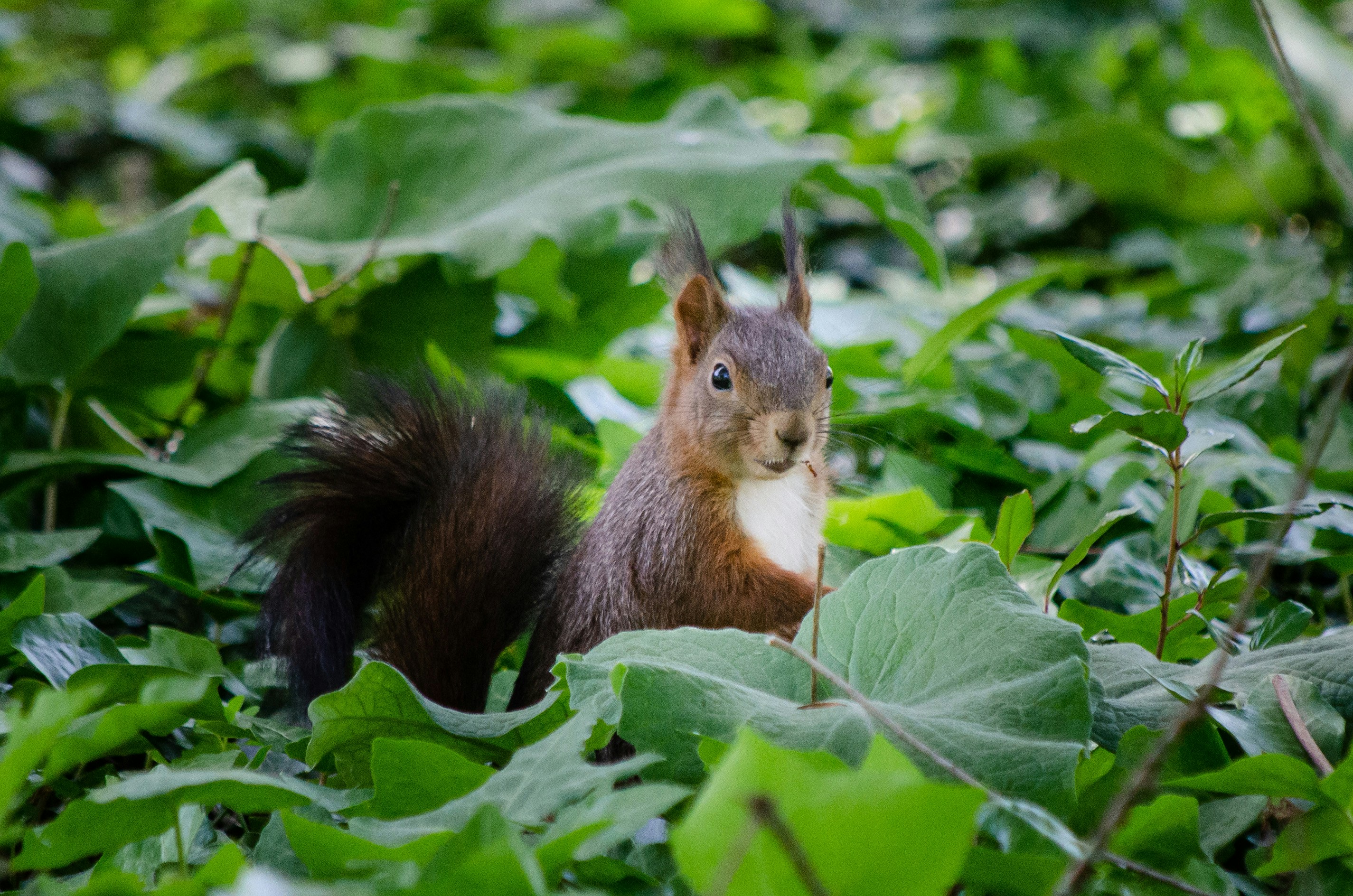 Leaf-Lit Visitor: A Curious Squirrel Holds Court in a Sea of Green