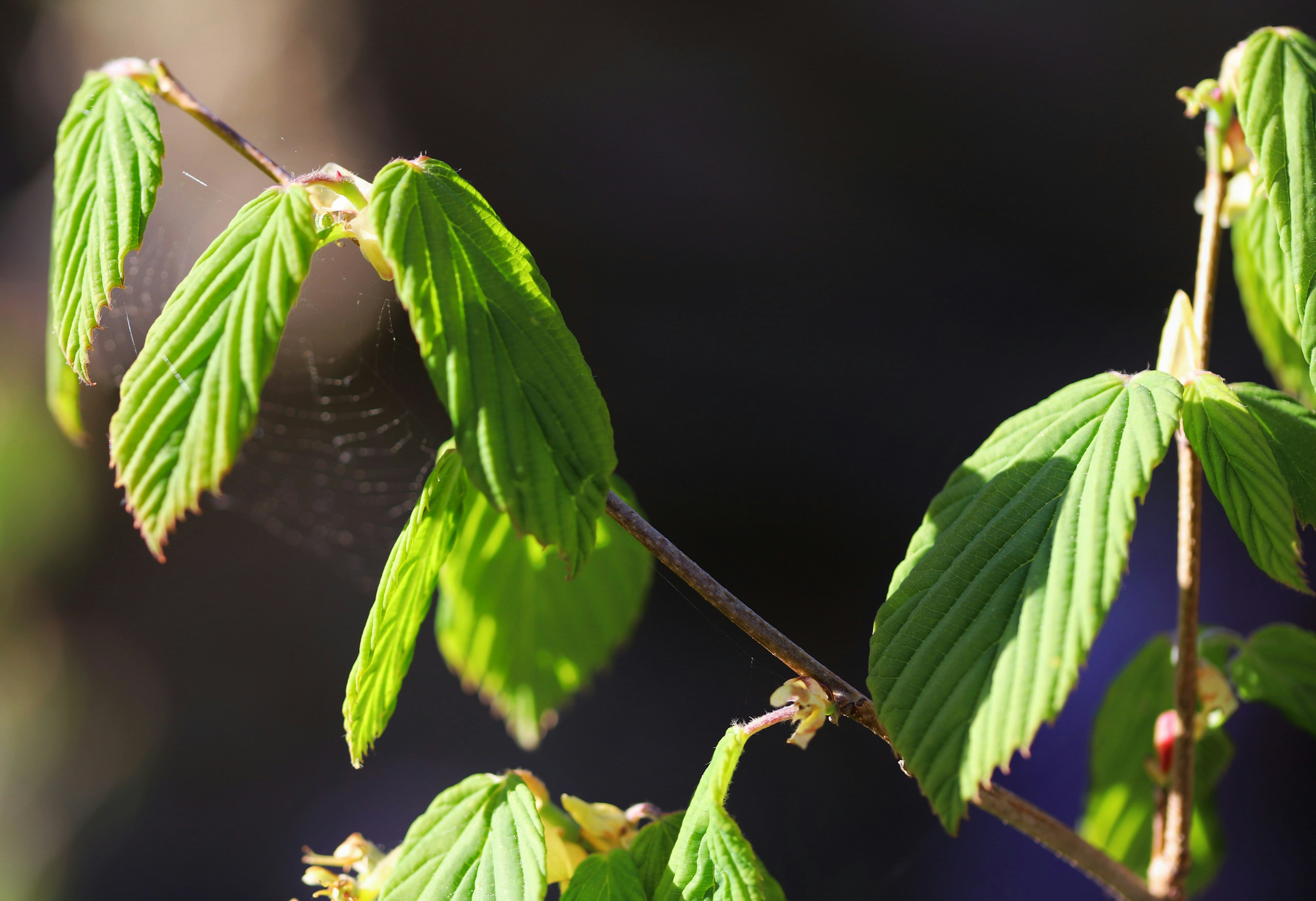 a close up of a green leaf on a tree