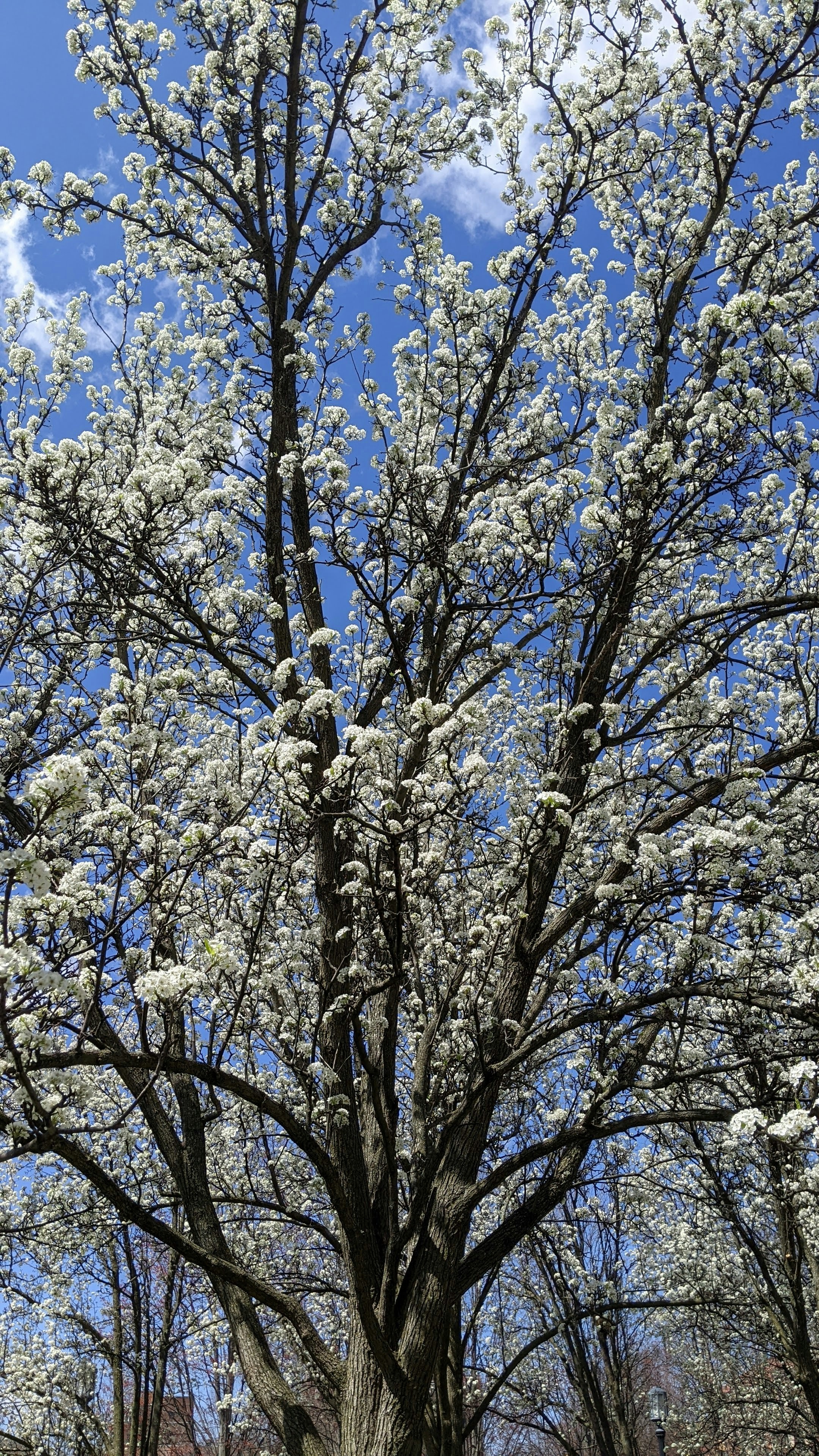 A large white tree with lots of white flowers photo – Free Purdue ...