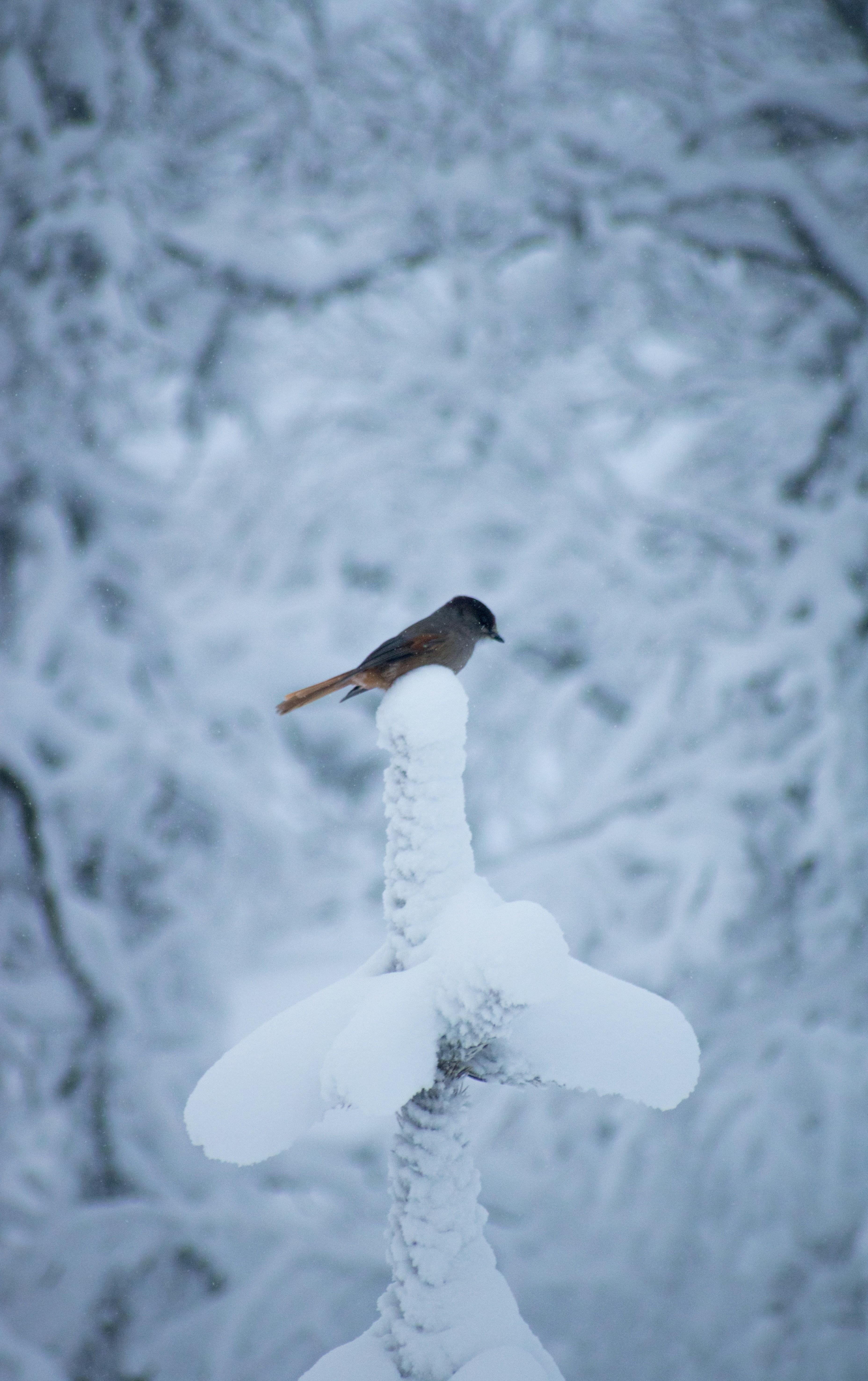 Bird perched atop a snow-covered branch against a blurred, frosty background.