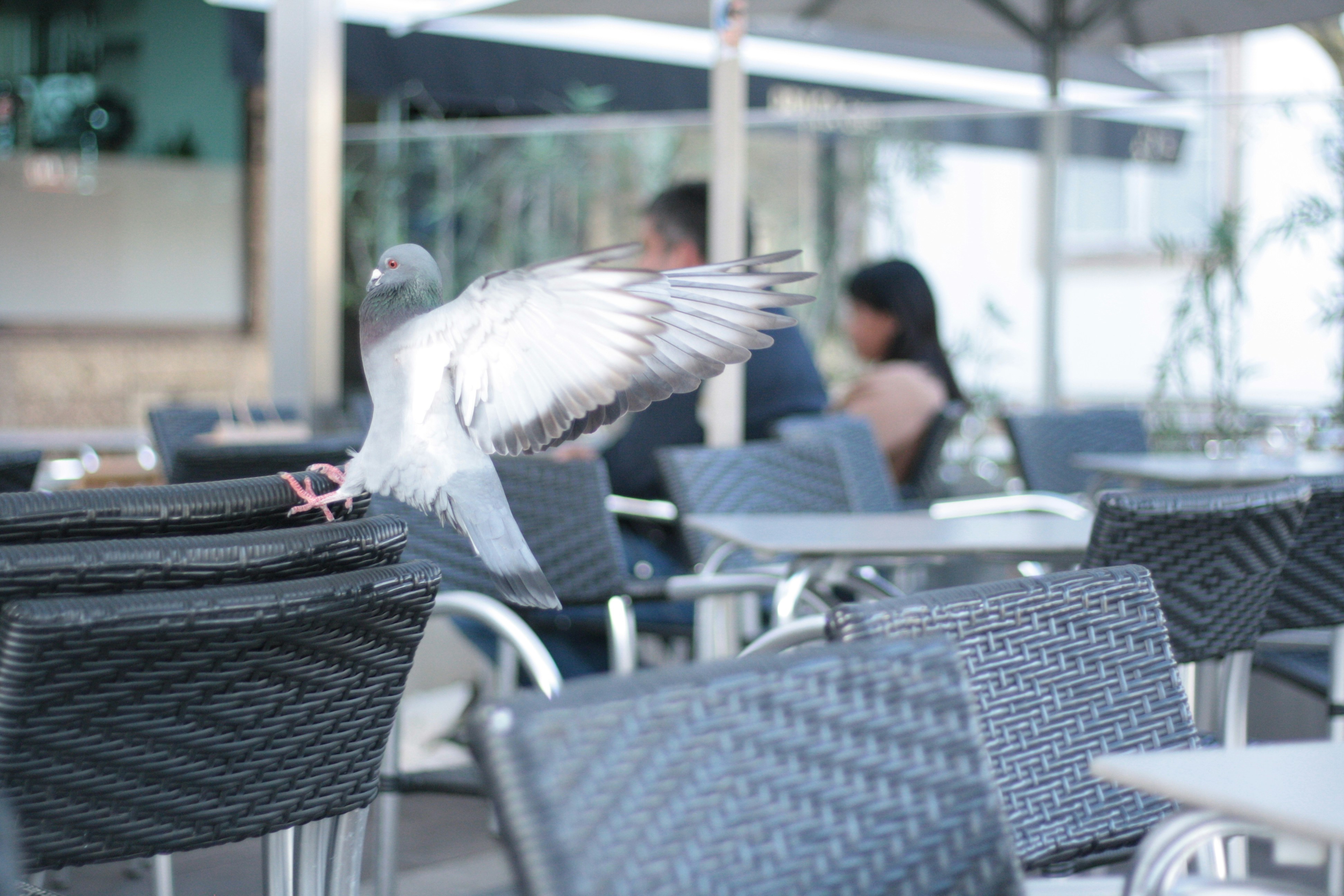 A pigeon gracefully landing on a chair in a bustling café setting, showcasing its wings in mid-flap.