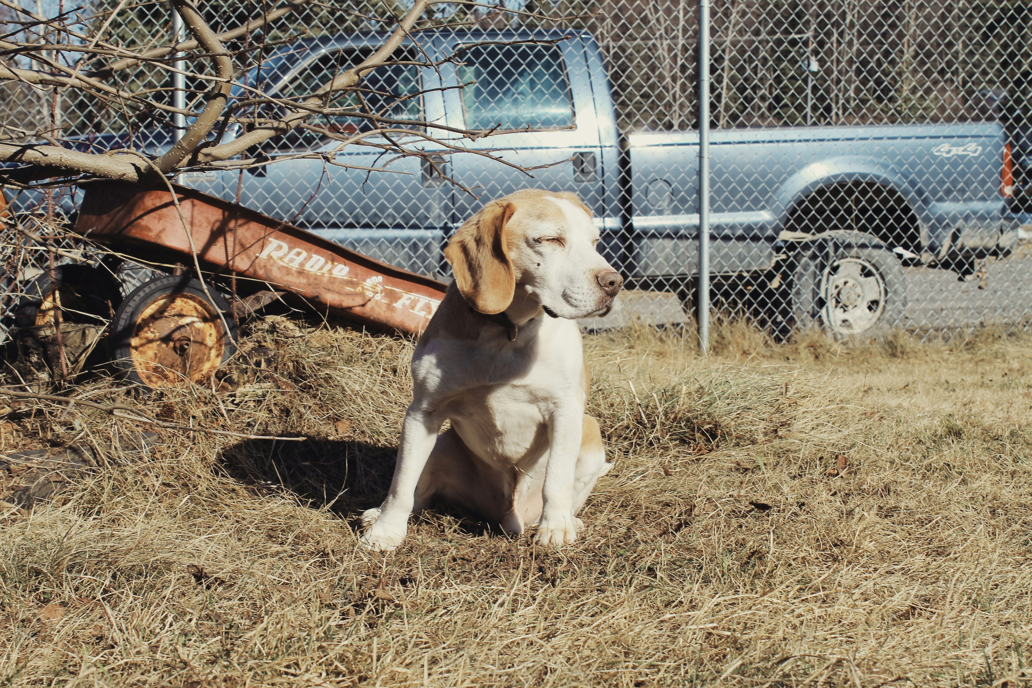 Beagle sitting peacefully in a sunlit patch of grass, with a vintage wheelbarrow and a truck in the background.