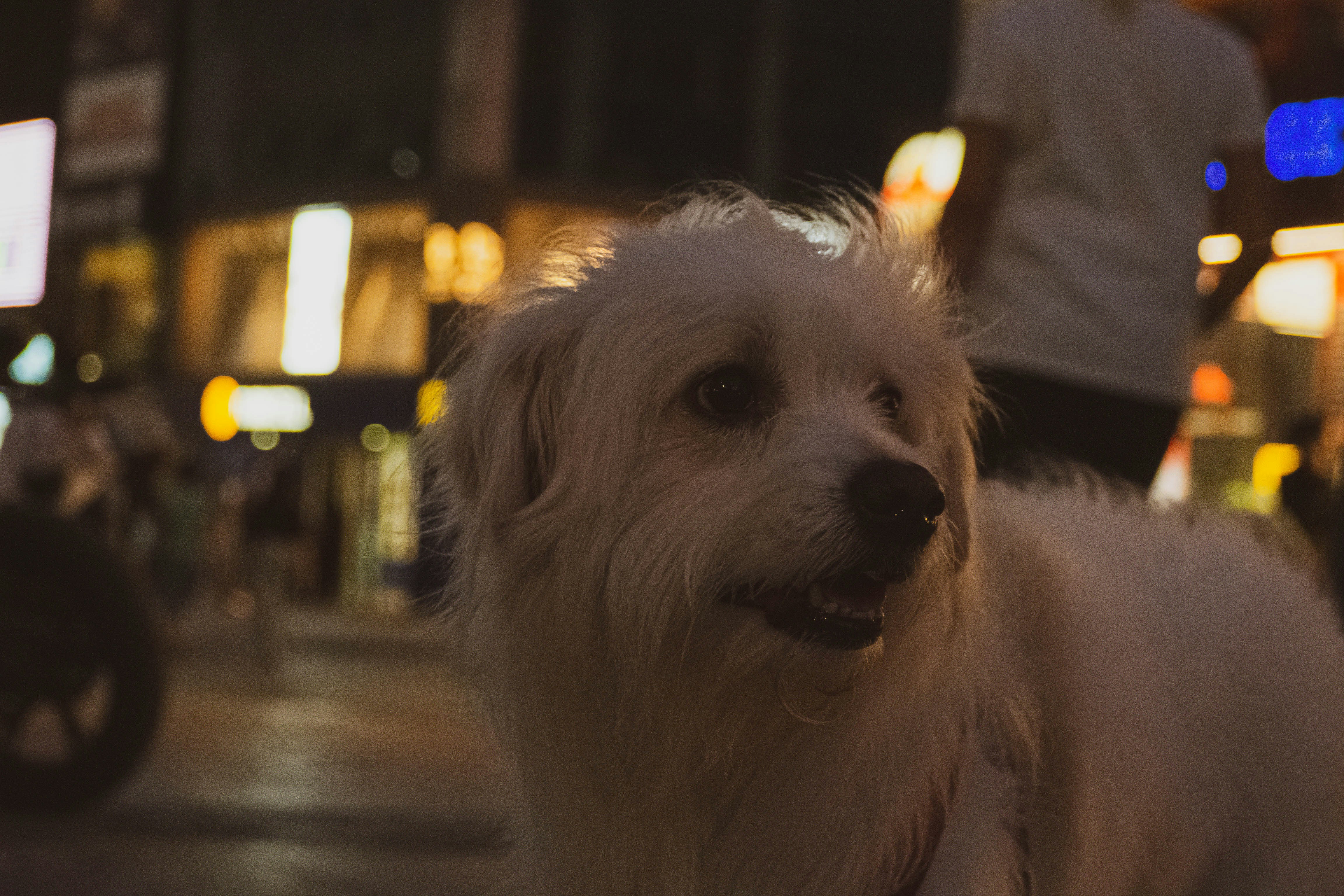 Neon Paws: A Nighttime Portrait of a Fluffy Street Companion