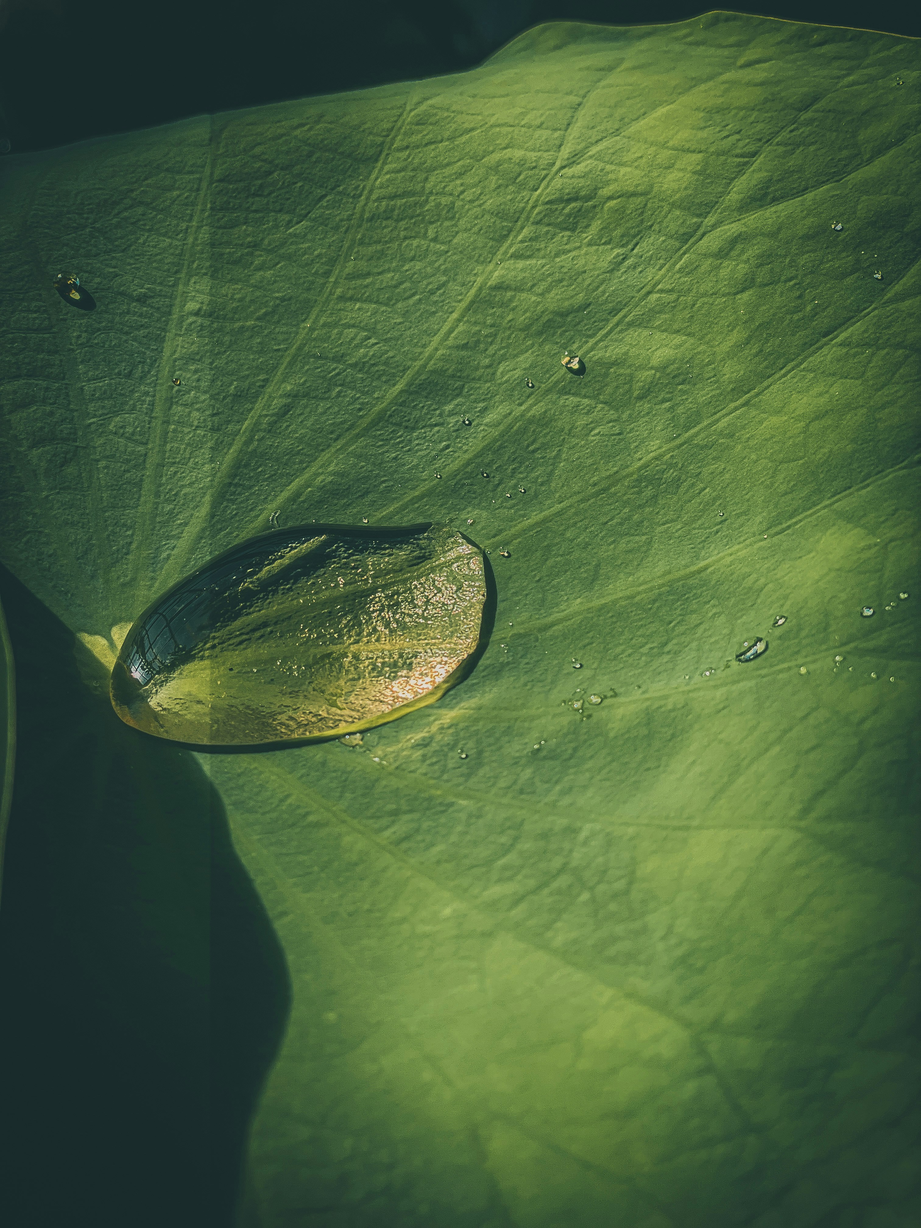 A green leaf with a drop of water on it photo – Free Green Image on ...