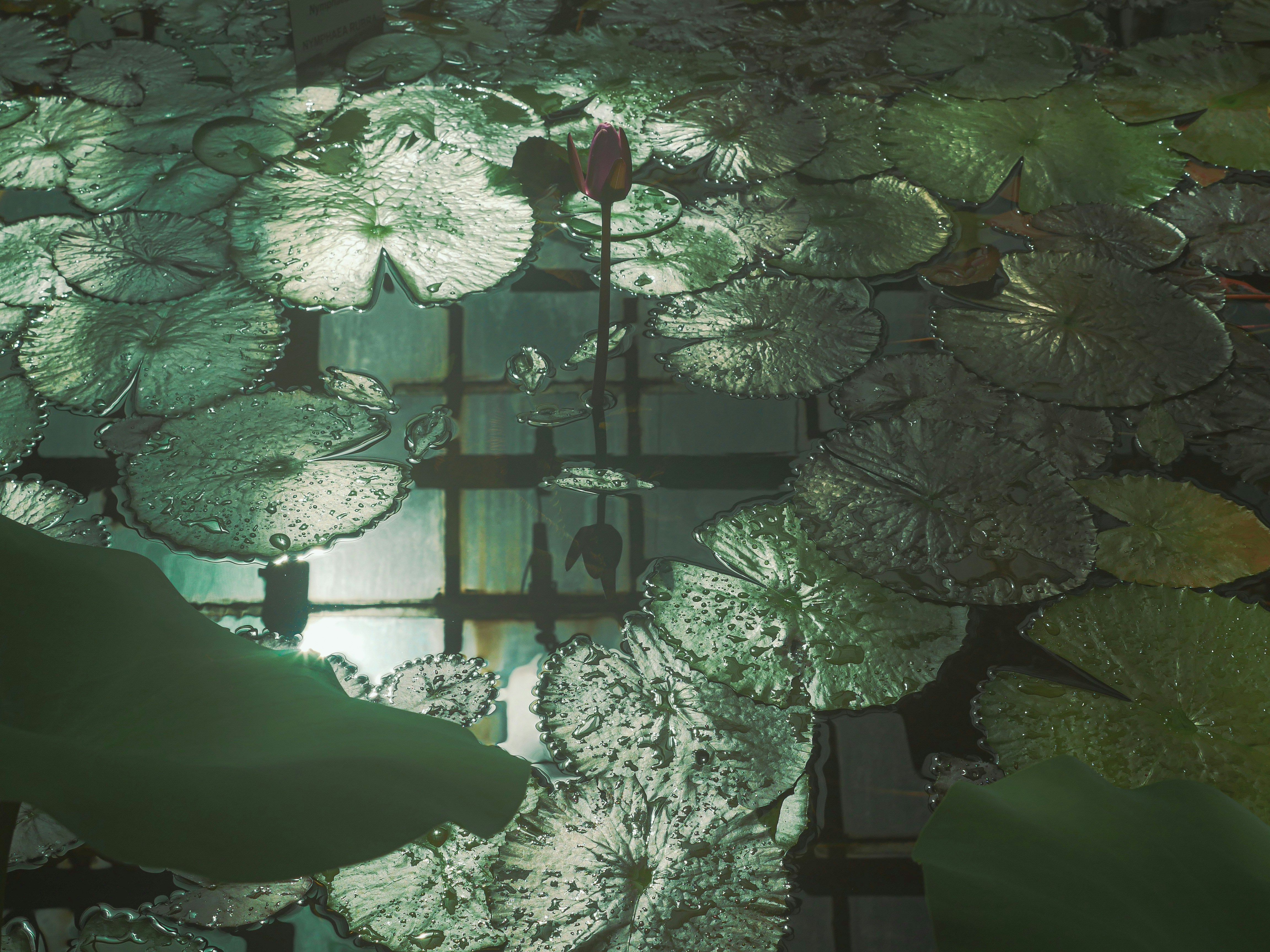 a pond filled with lots of water lilies