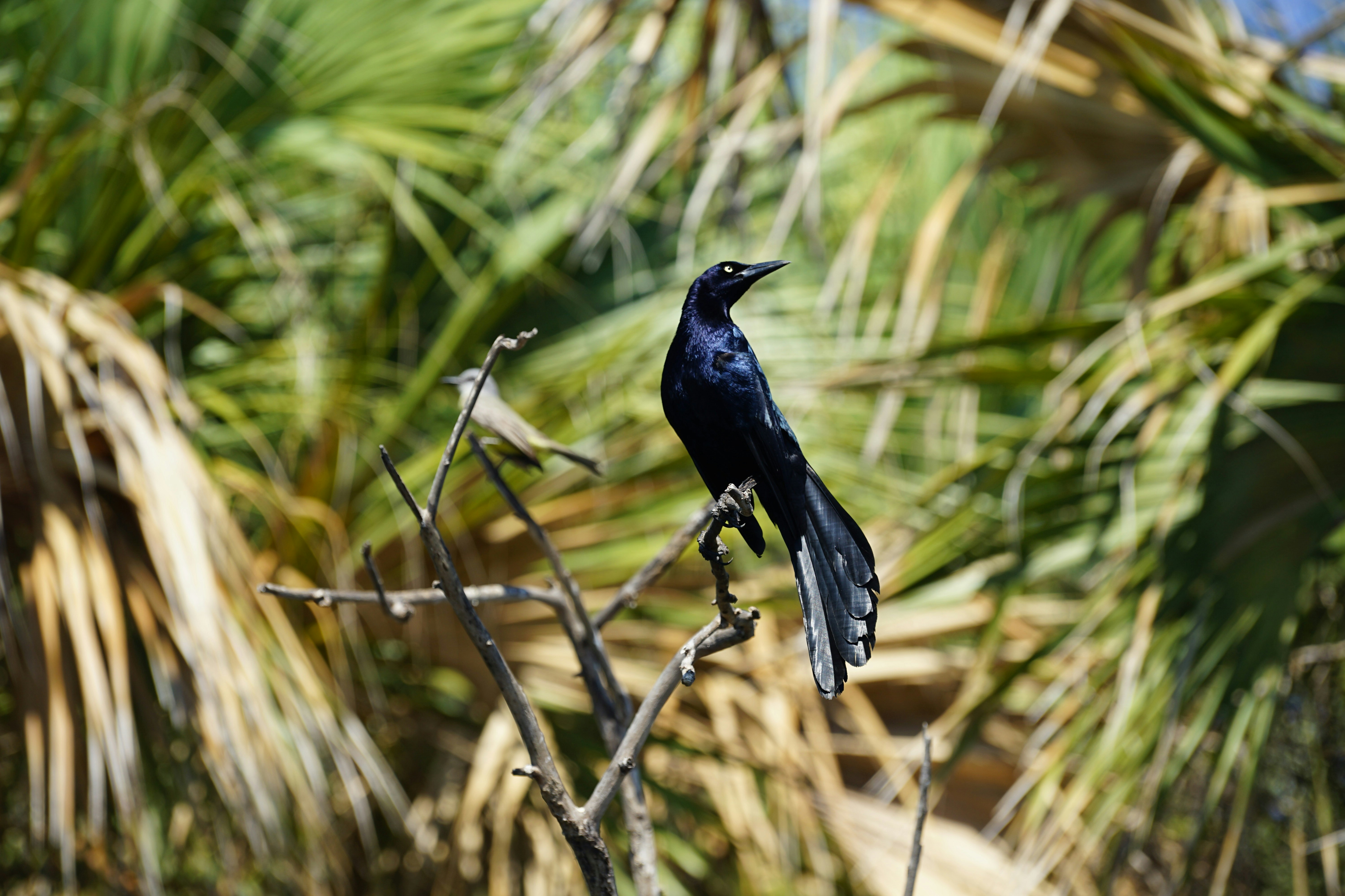 A glossy black grackle perched on a branch, surrounded by lush palm fronds. The vibrant colors of the foliage contrast with the bird's sleek plumage.