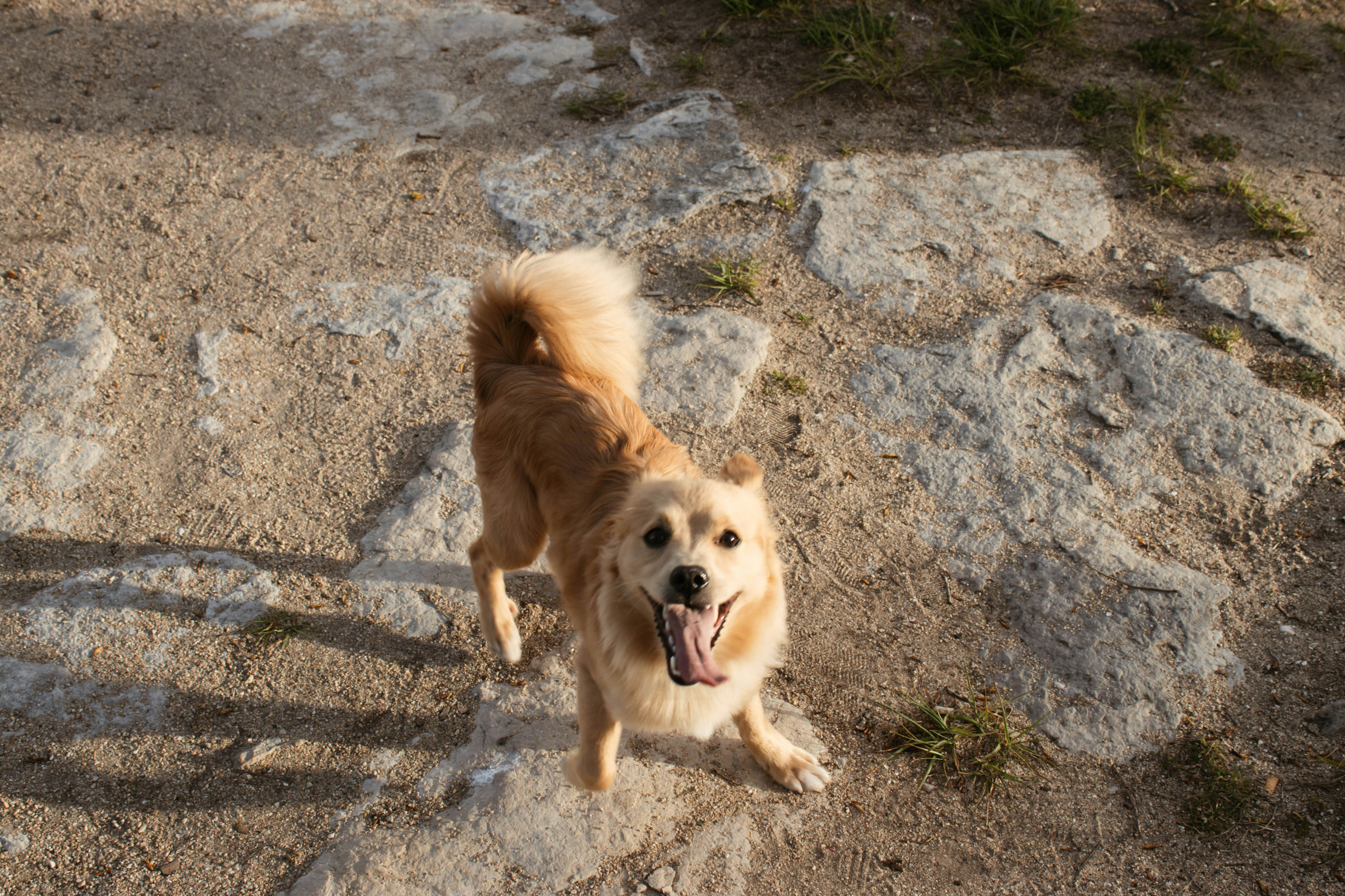 A brown dog standing on top of a dirt field photo – Free Dog Image on ...
