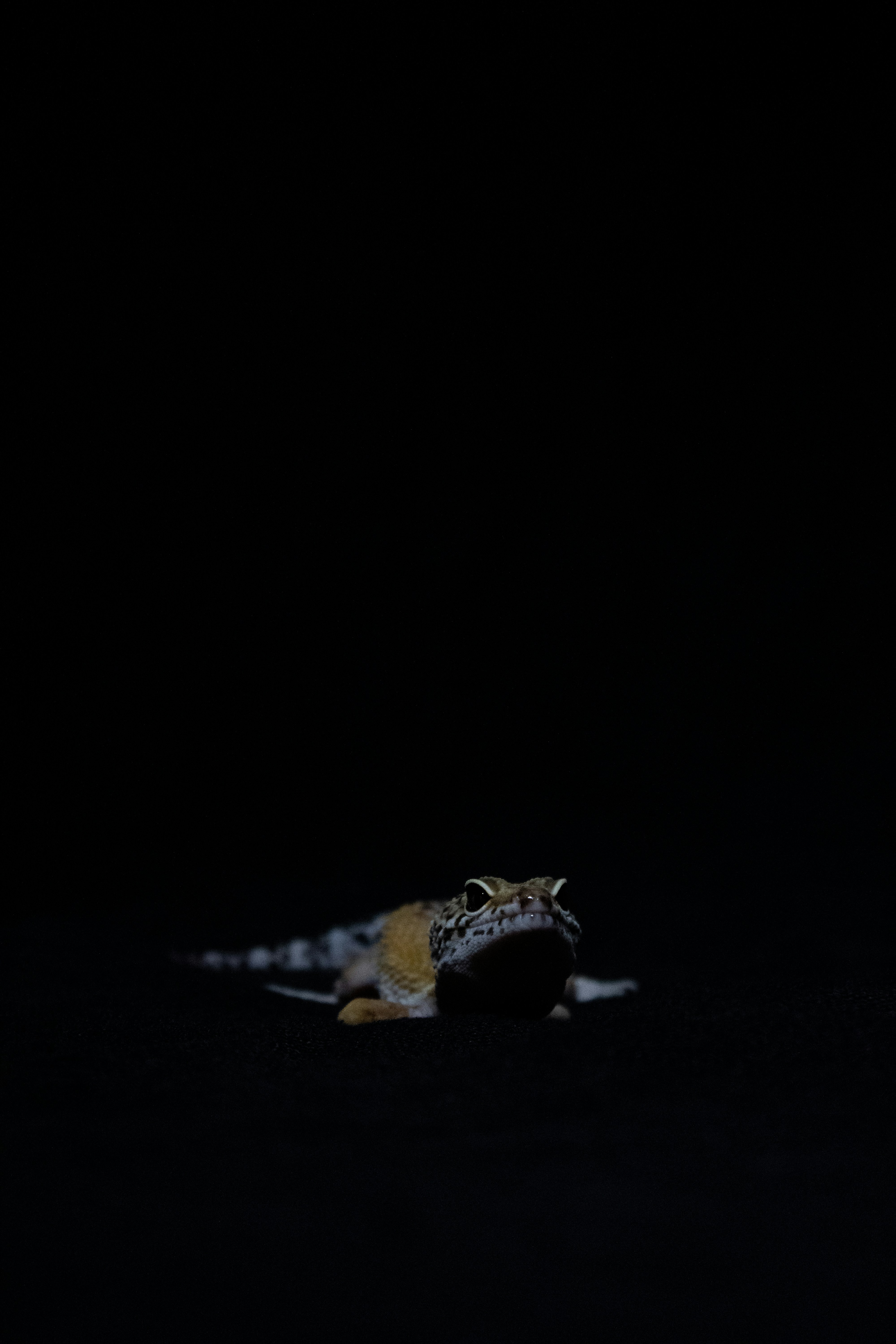 Nightlight Reveal: Speckled Gecko Emerges from Velvet Darkness