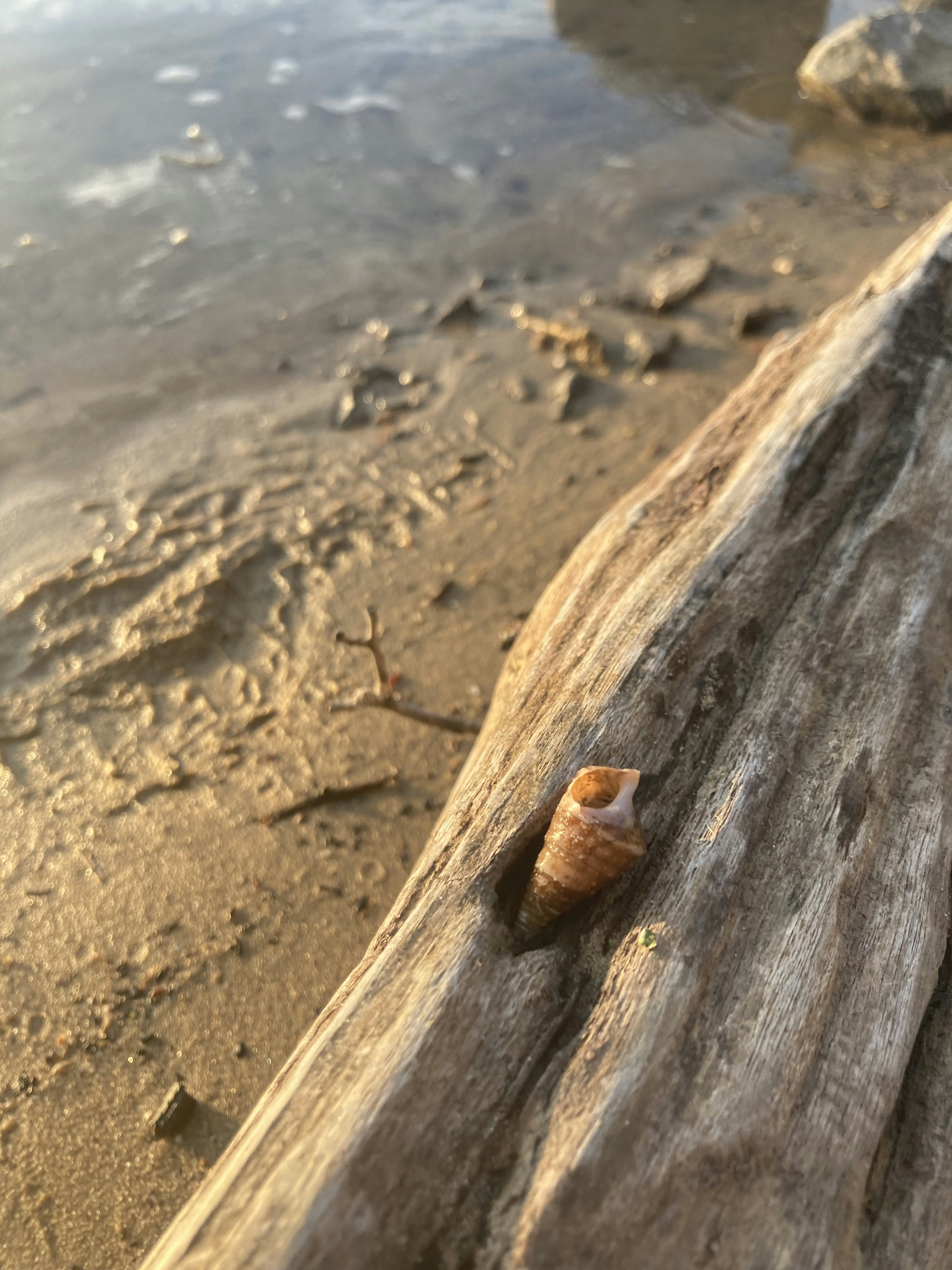 A snail is sitting on a log on the beach photo – Free Wood Image on ...