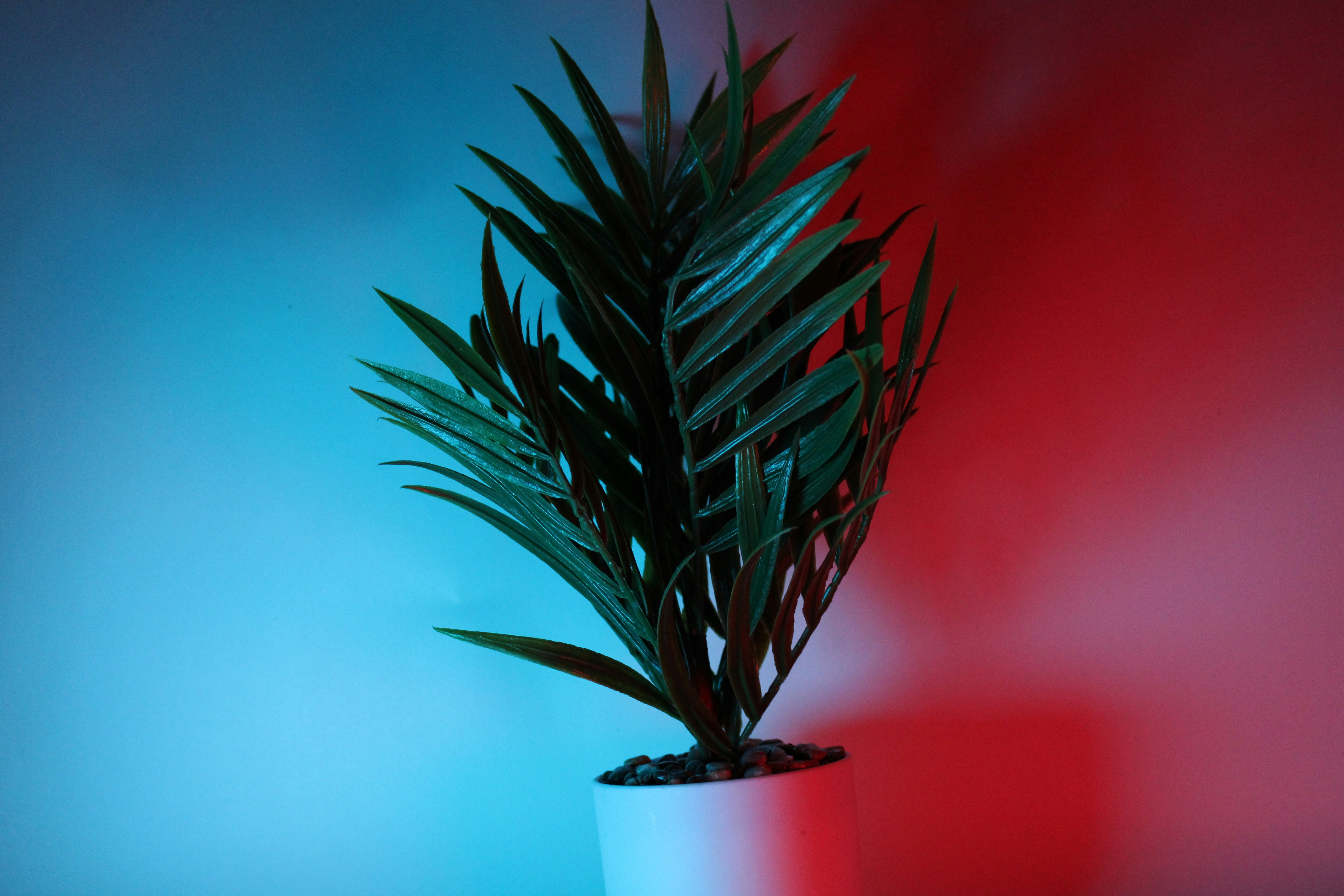 a green plant in a white pot on a blue and red background
