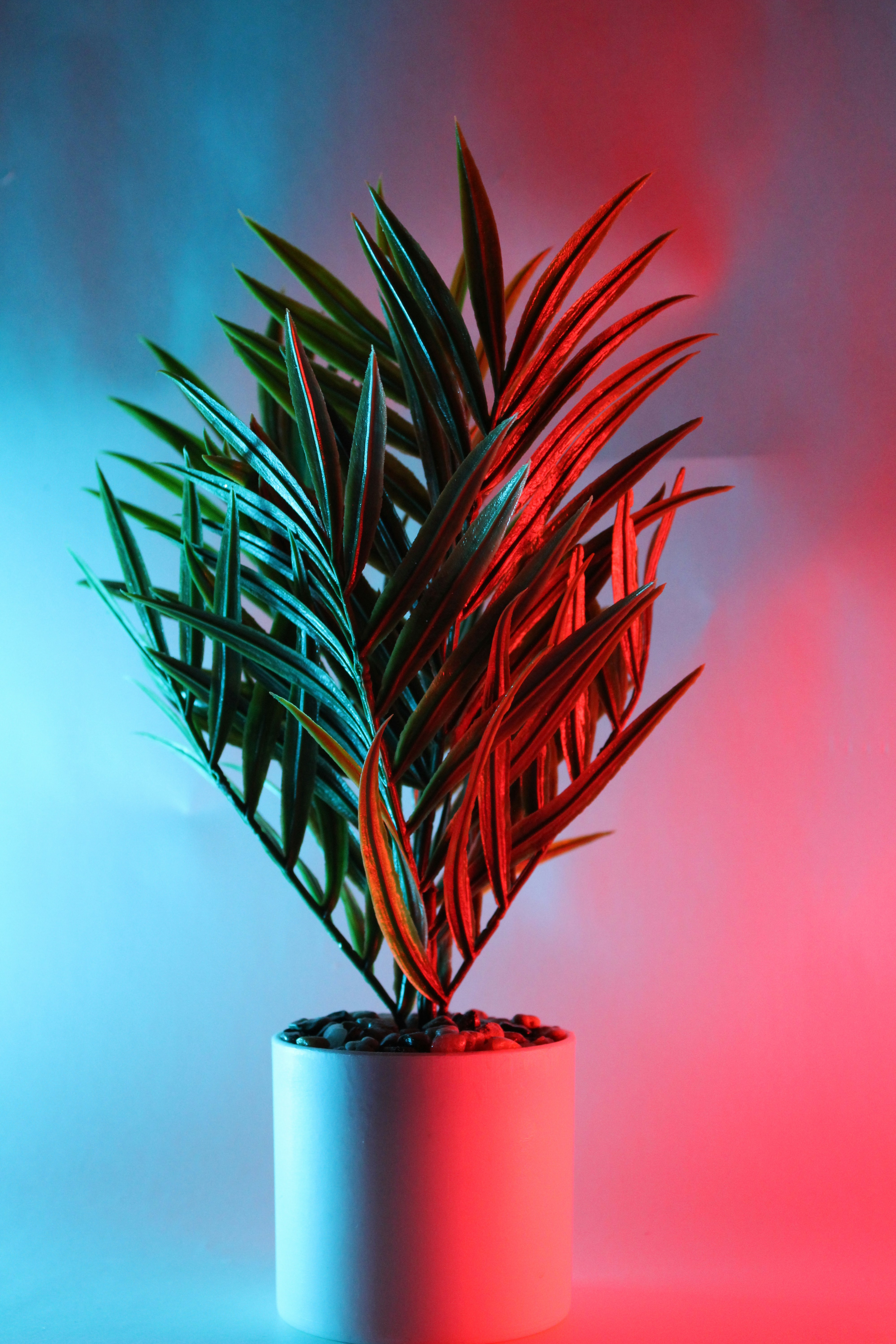 a plant in a white pot on a red and blue background