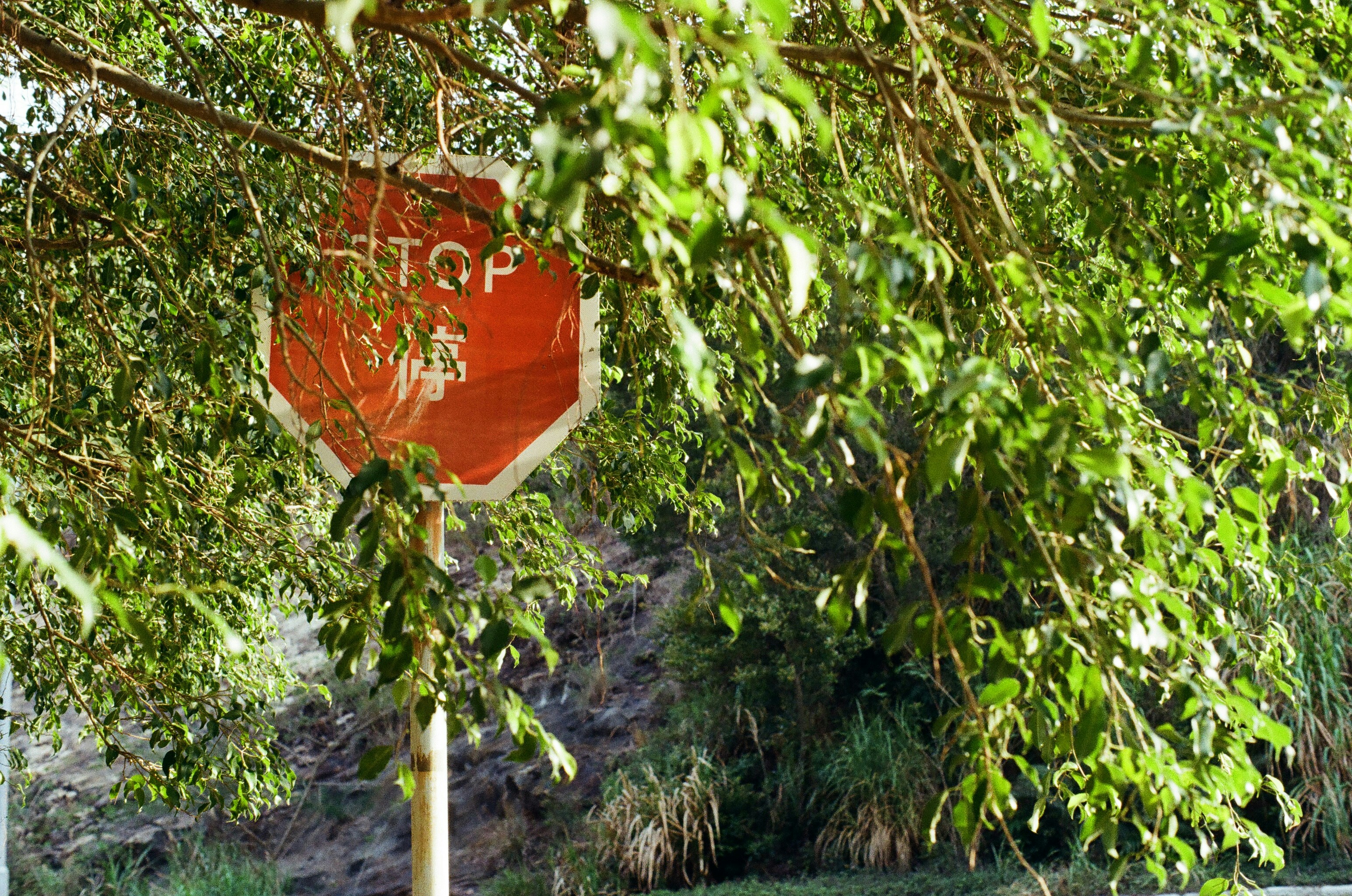 A stop sign is hanging from a tree photo – Free Sign Image on Unsplash