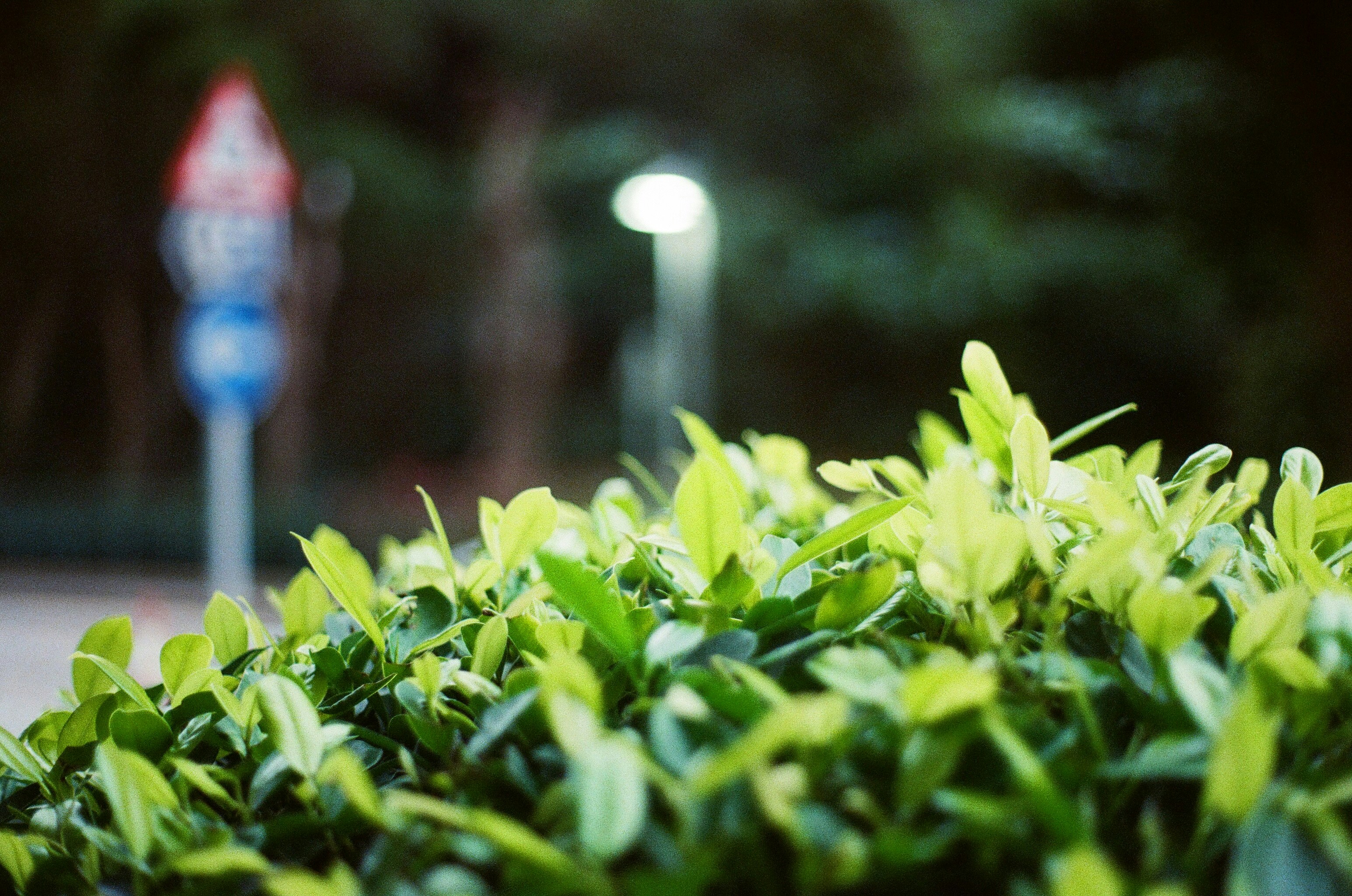 A bush with green leaves in front of a parking meter photo – Free Plant ...