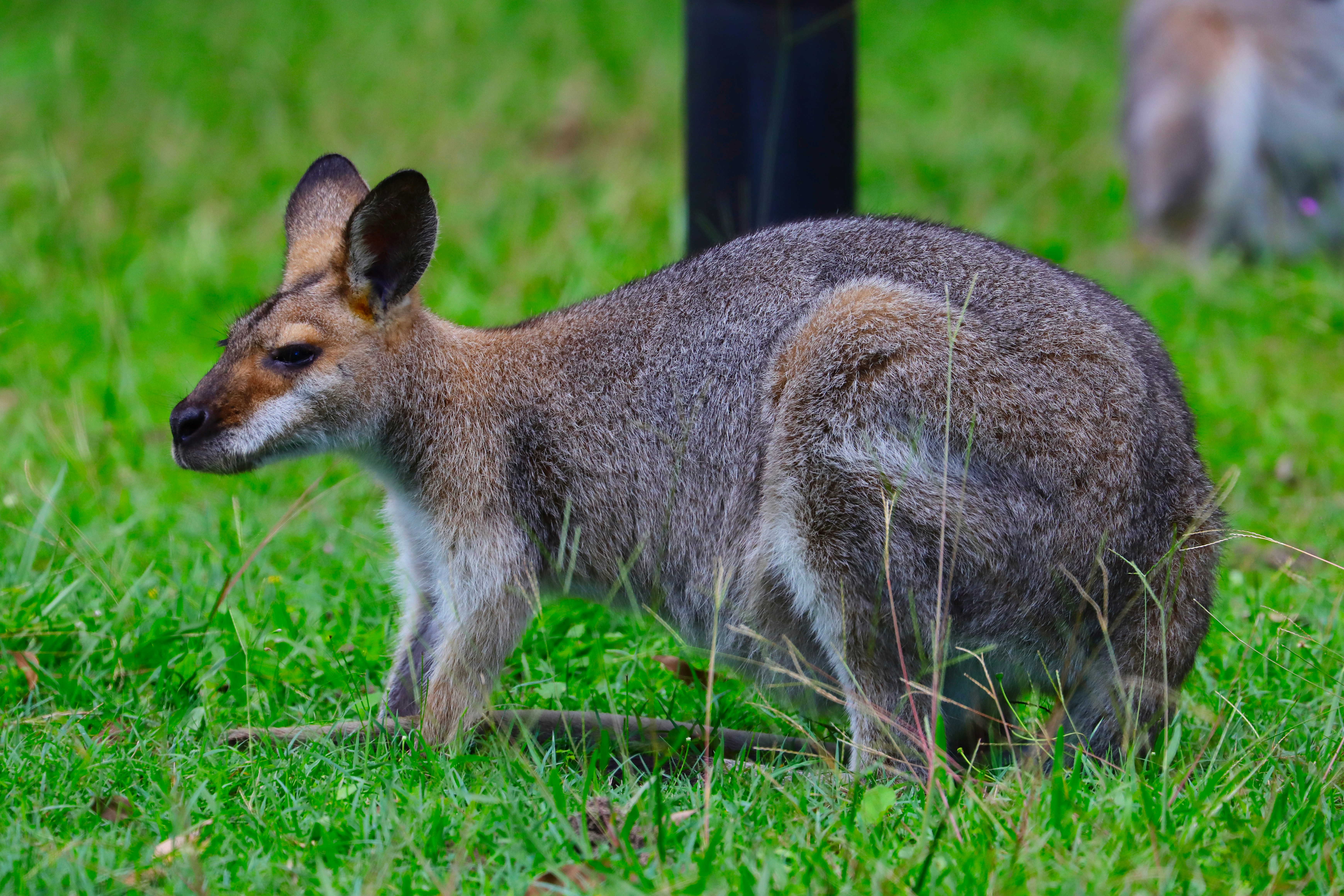 A small kangaroo standing on top of a lush green field photo – Free ...