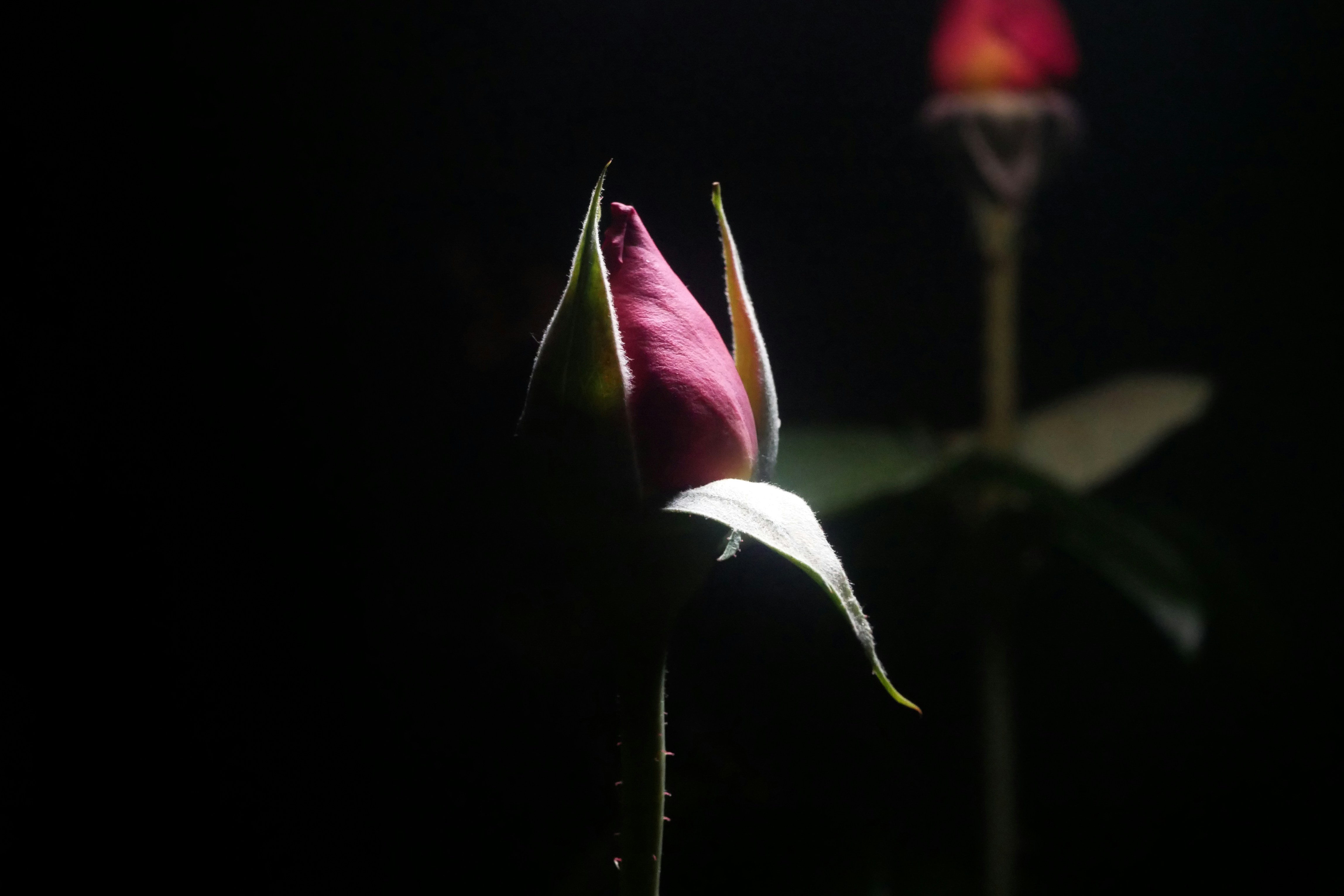 a close up of a flower in the dark
