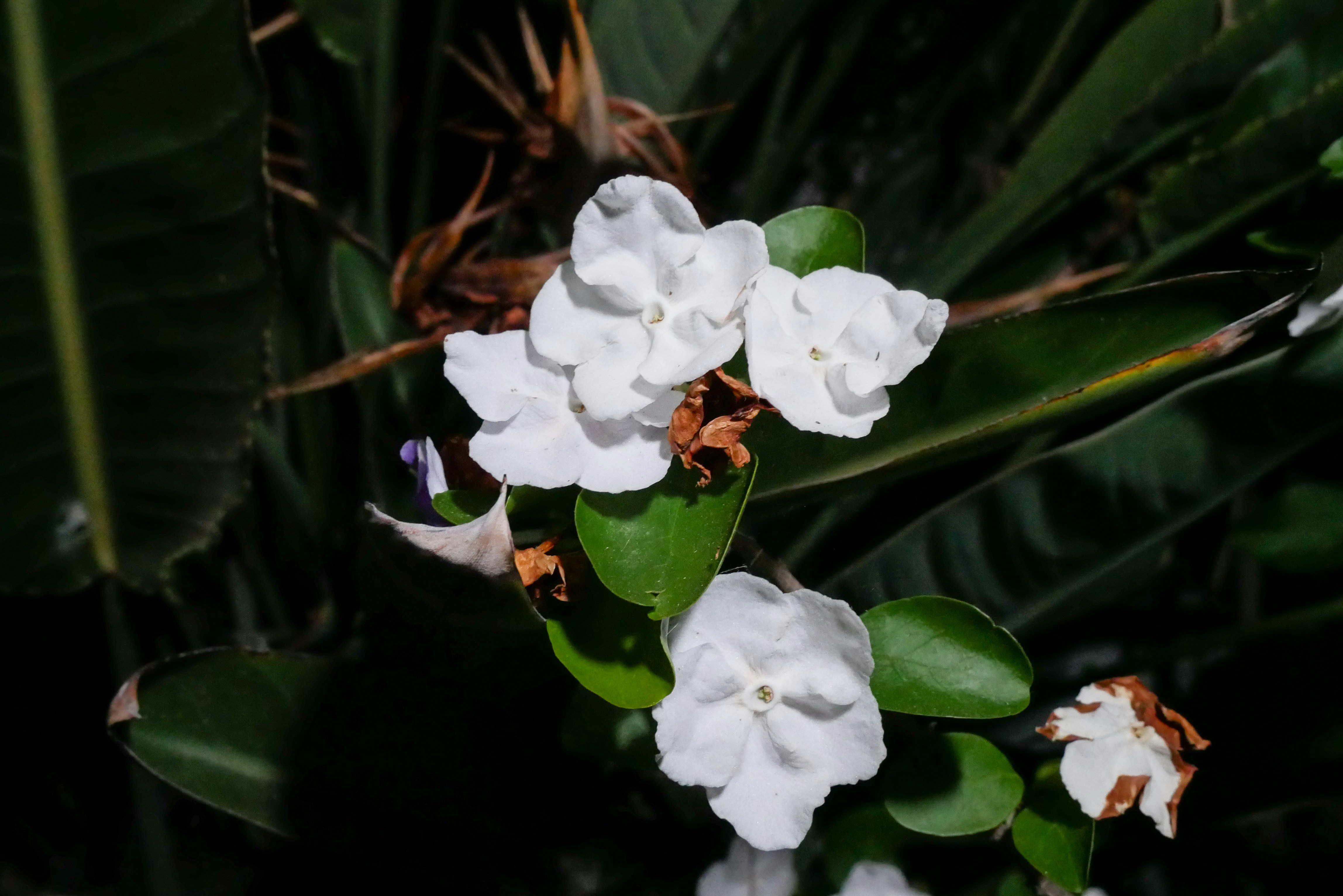White bloom cluster against dark foliage
