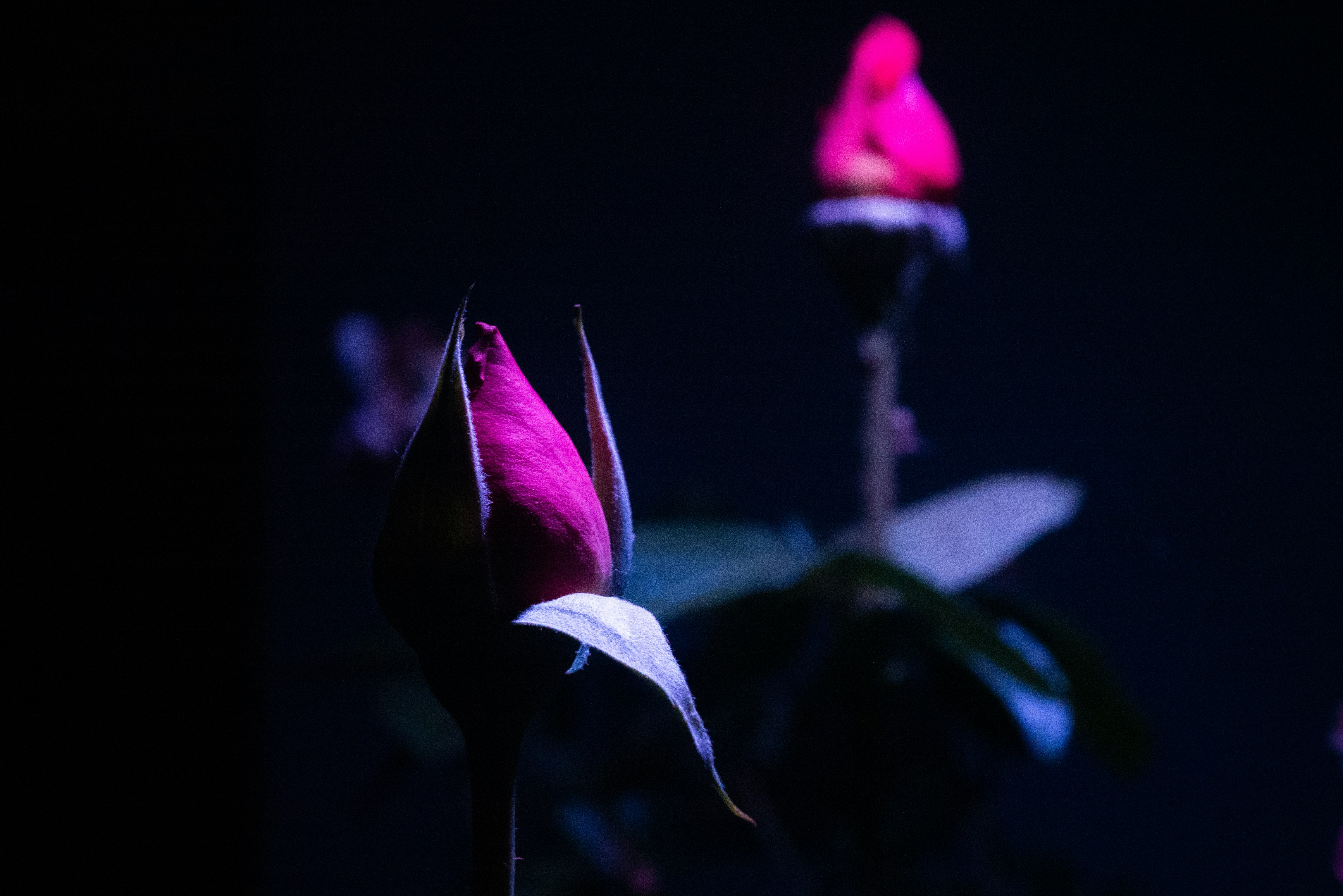 a close up of a flower in the dark