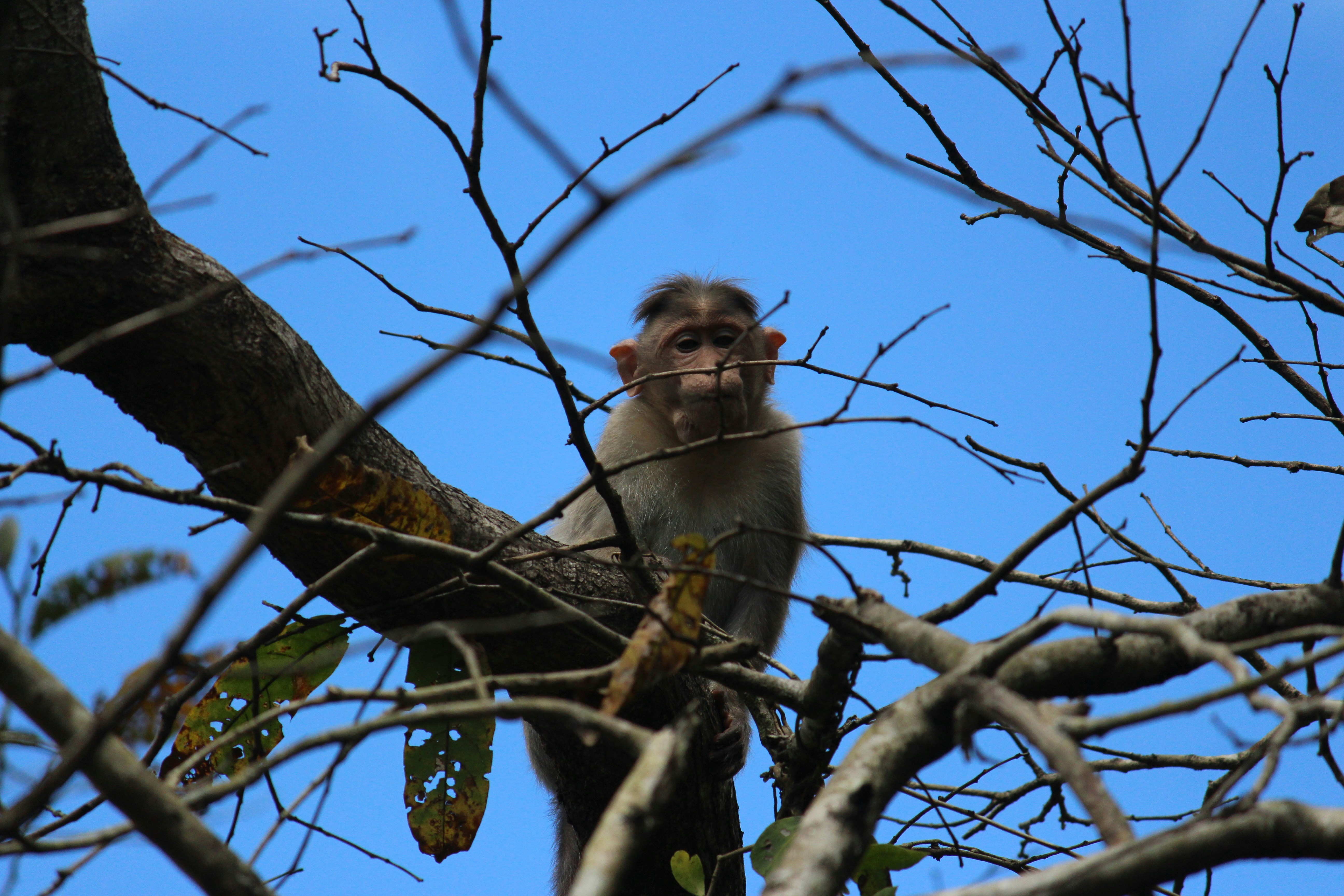 a monkey is sitting in a tree looking at the camera
