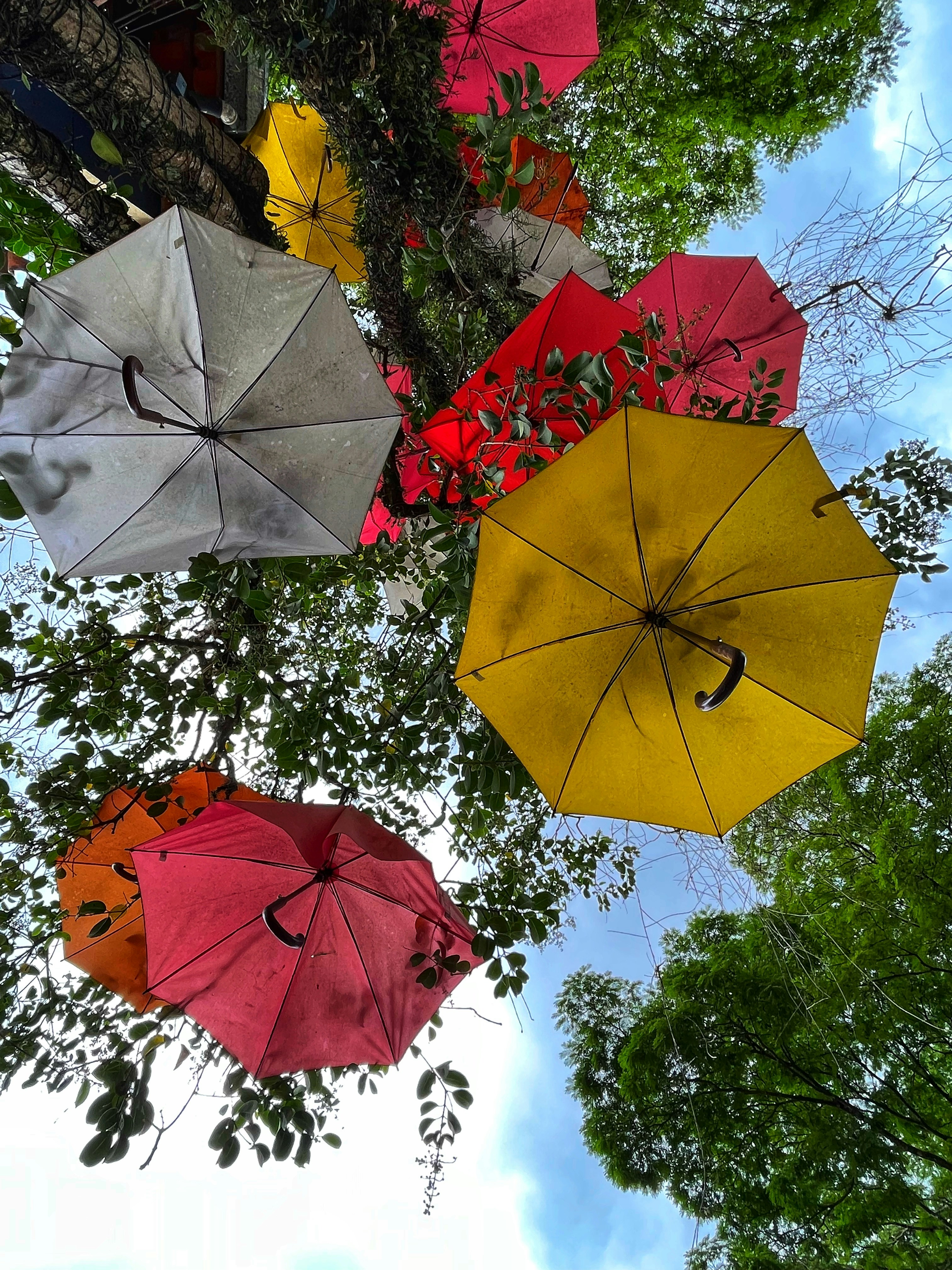 A group of colorful umbrellas hanging from a tree photo – Free Umbrella ...