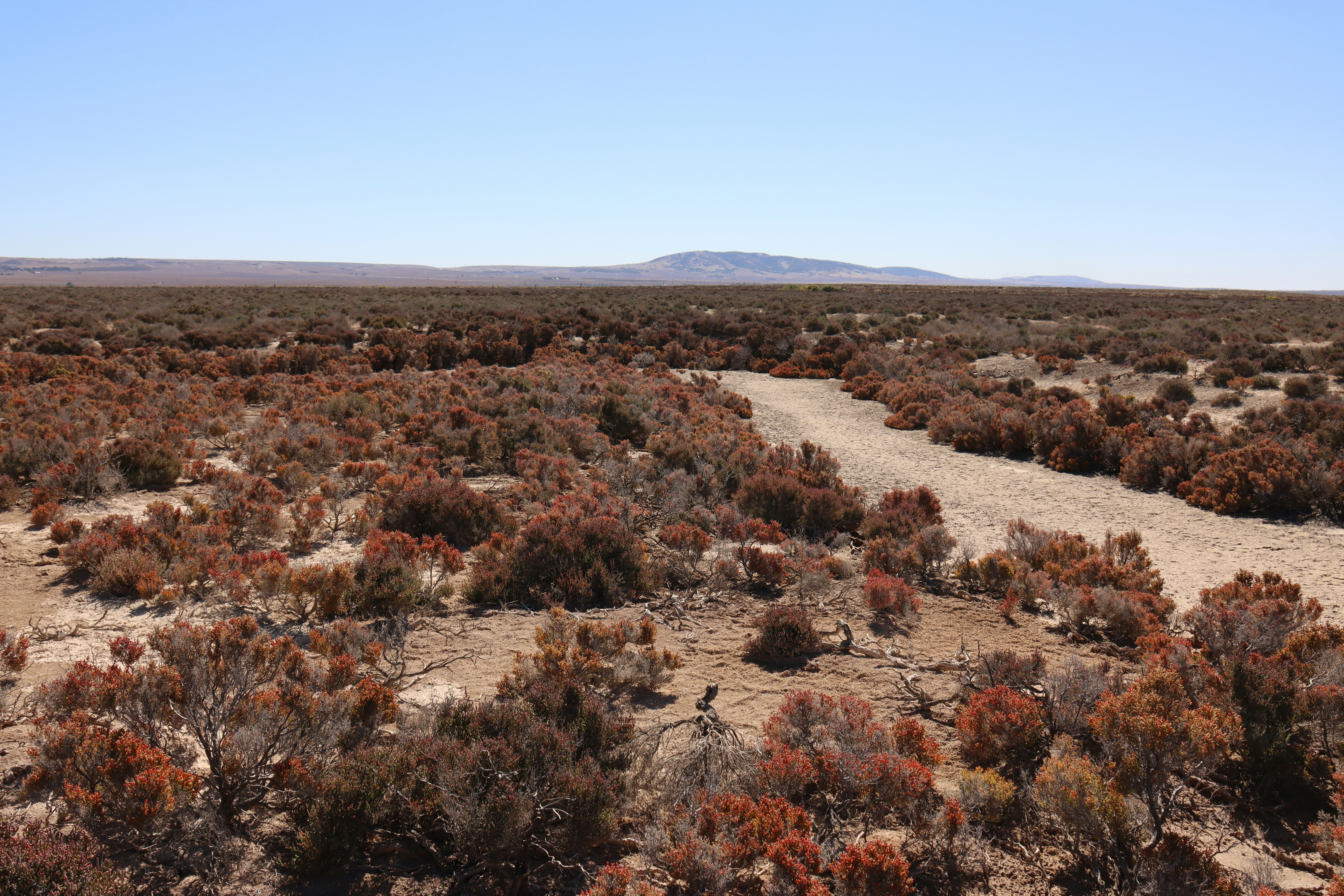 Endless Horizon: The Desert Path