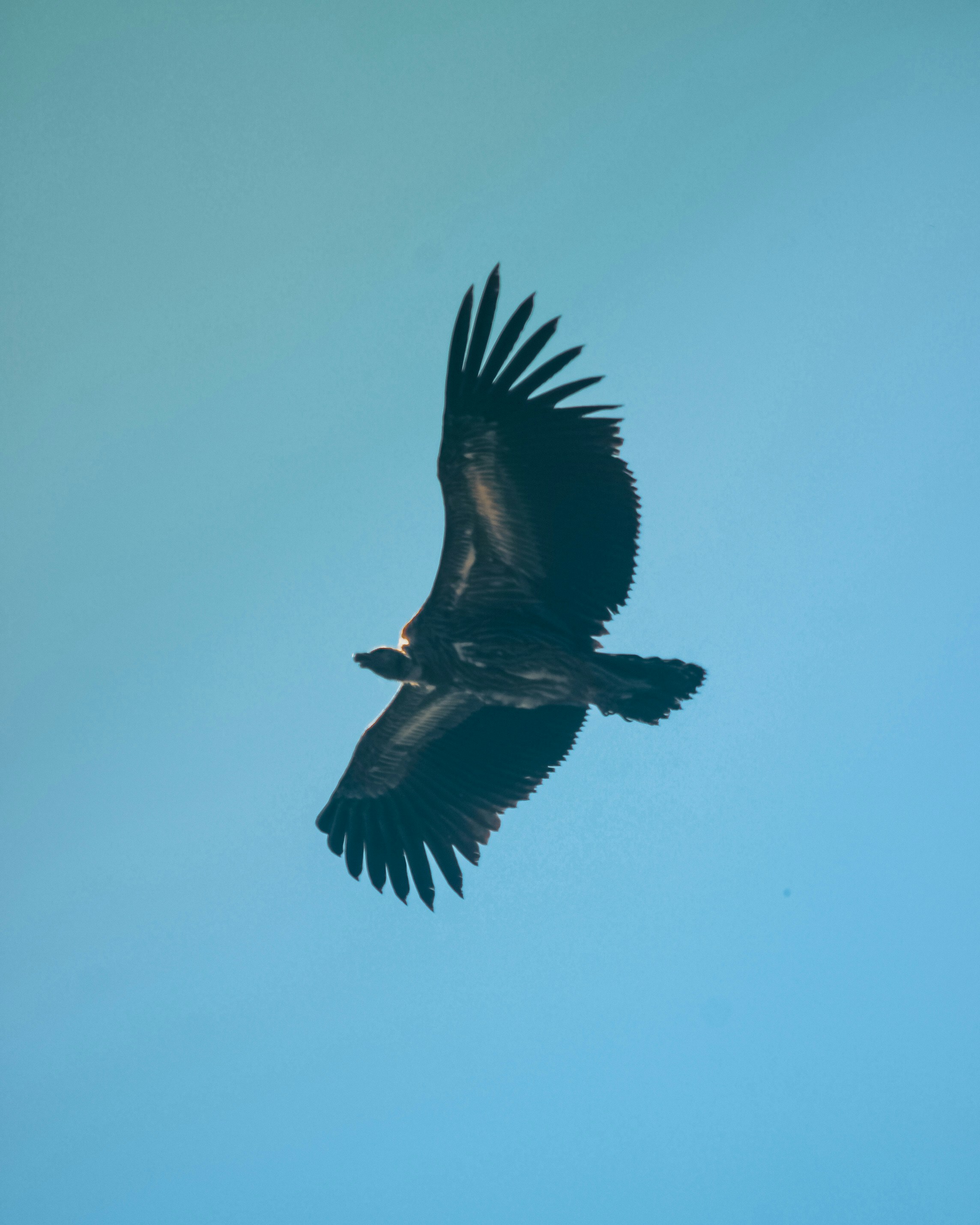 A large black bird flying through a blue sky photo – Free Vulture Image ...
