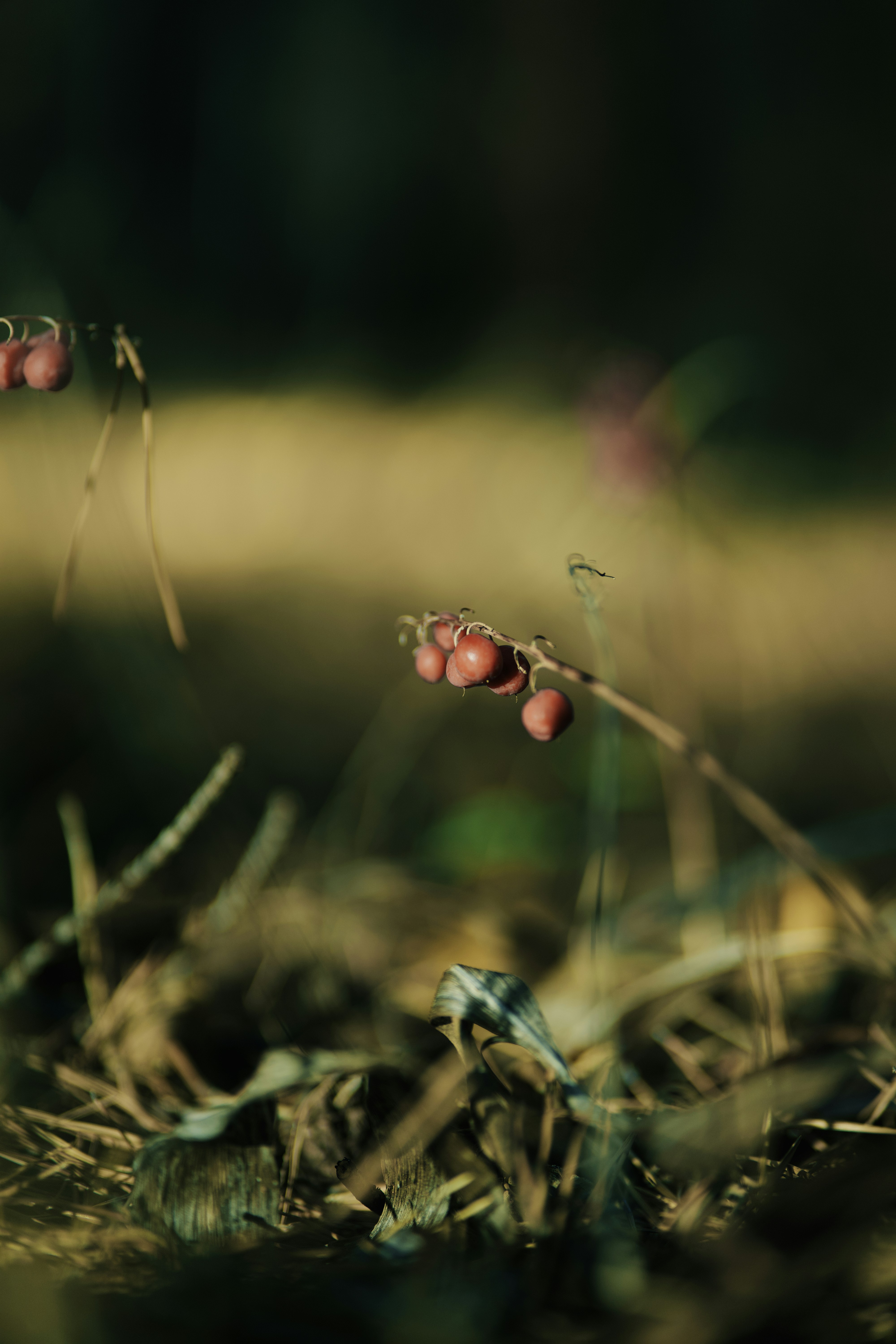 Berry Pendant in Soft Focus: A Meadow’s Quiet Moment