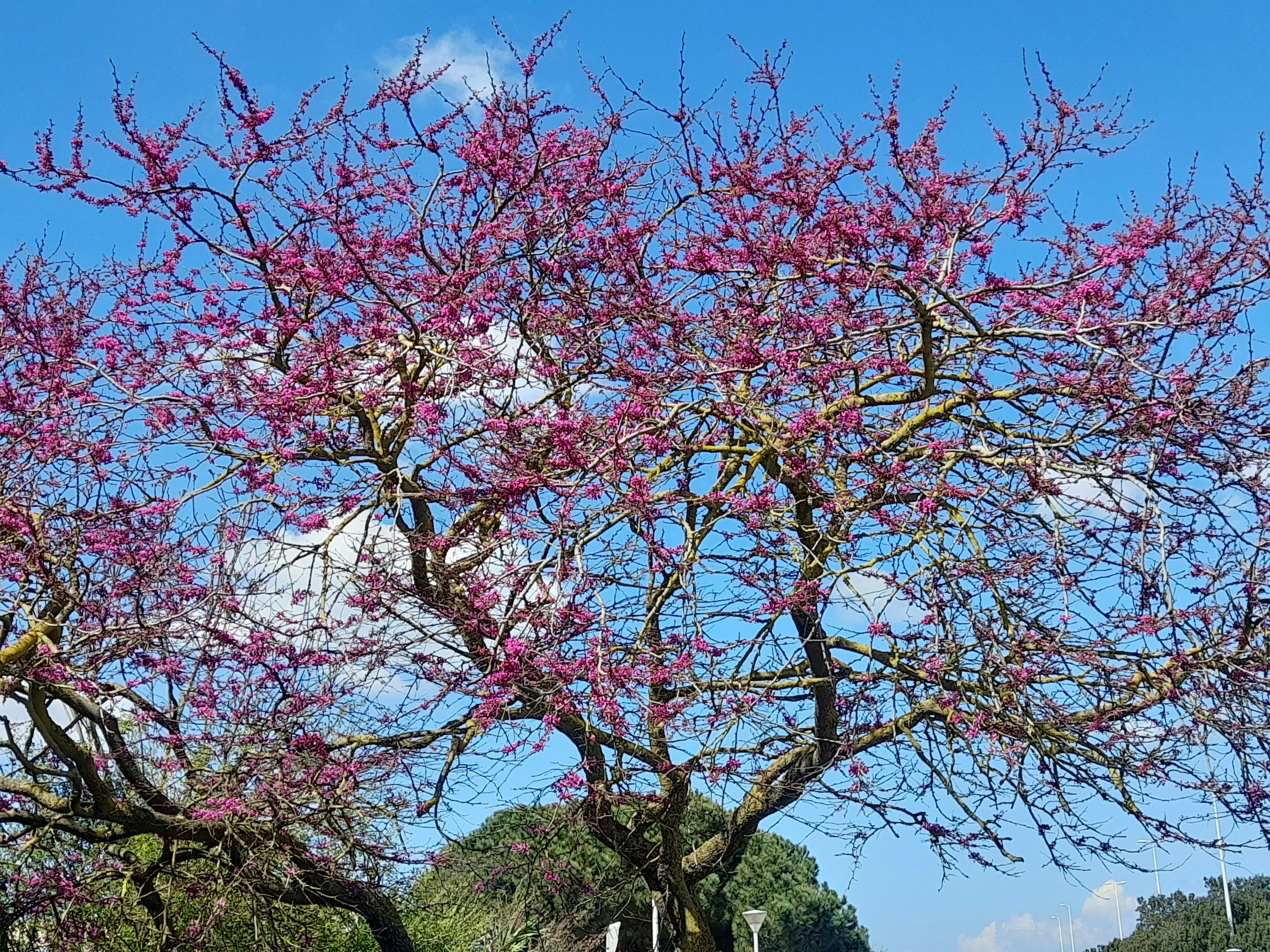 Cherry trees in full bloom form a pink canopy across the upper frame. The scene is set against a bright blue sky with wisps of clouds, capturing a serene spring moment.