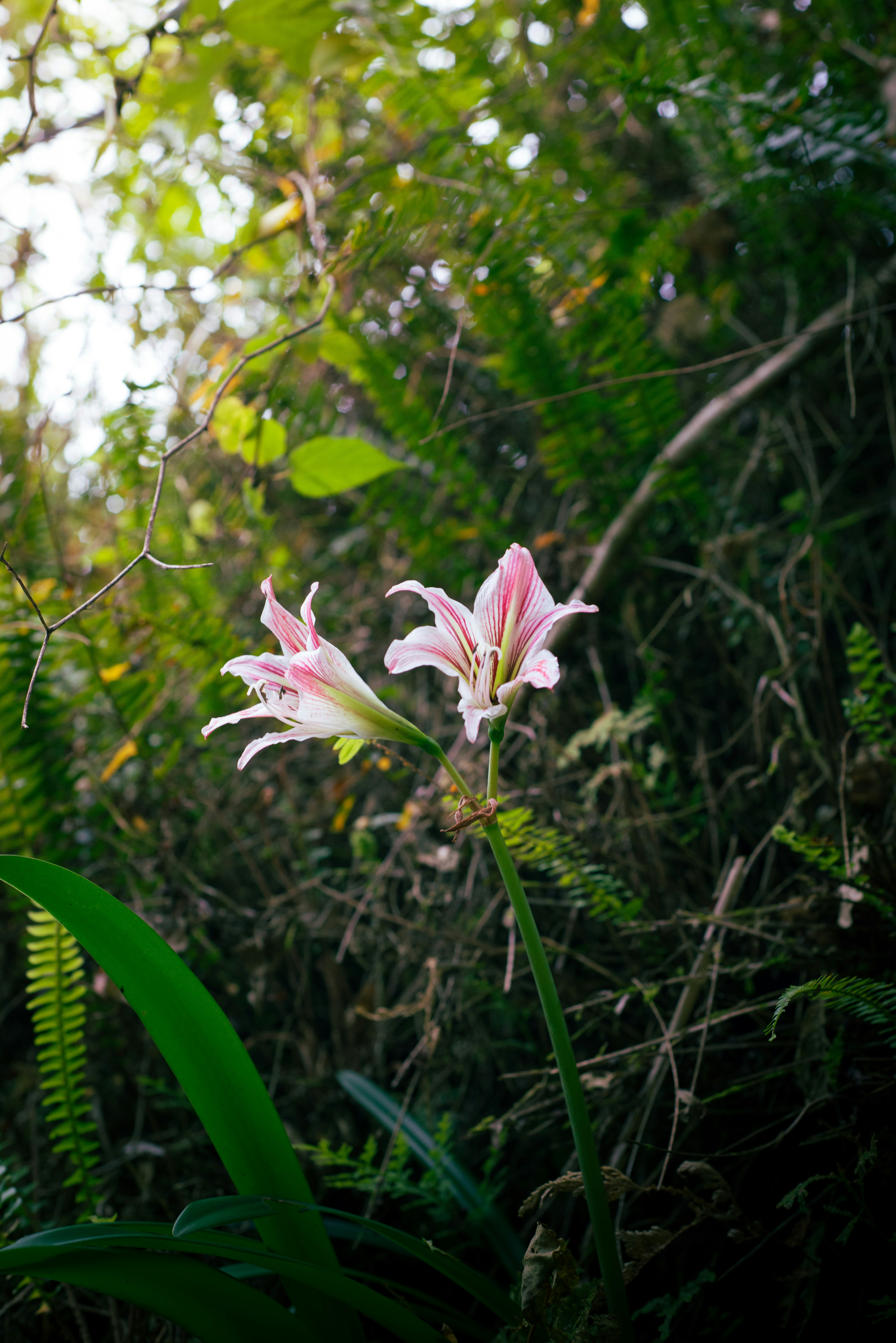 Une fleur rose au milieu d’une forêt photo – Photo Fleur Gratuite sur ...