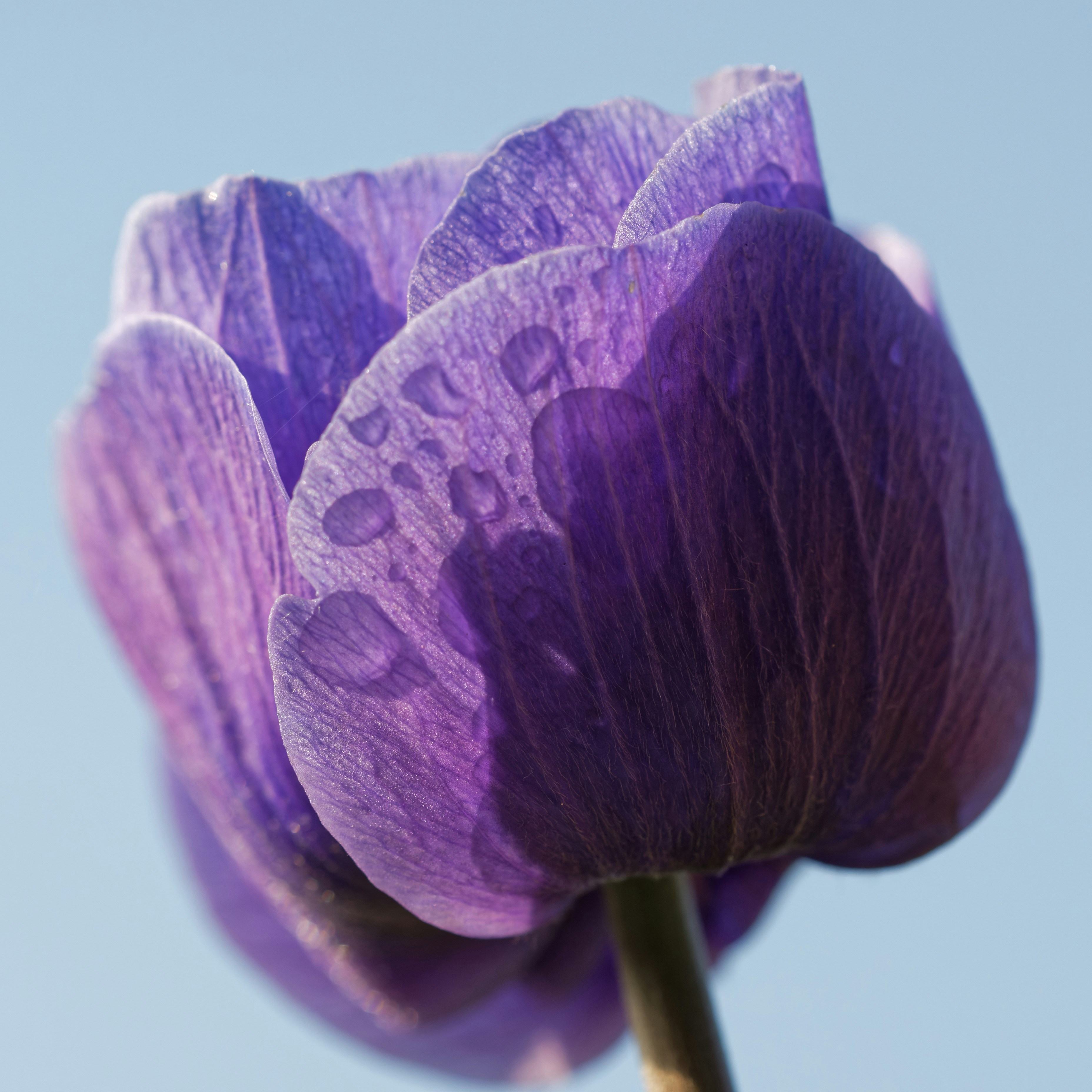 Dew-Kissed Velvet Violet Against a Cerulean Sky
